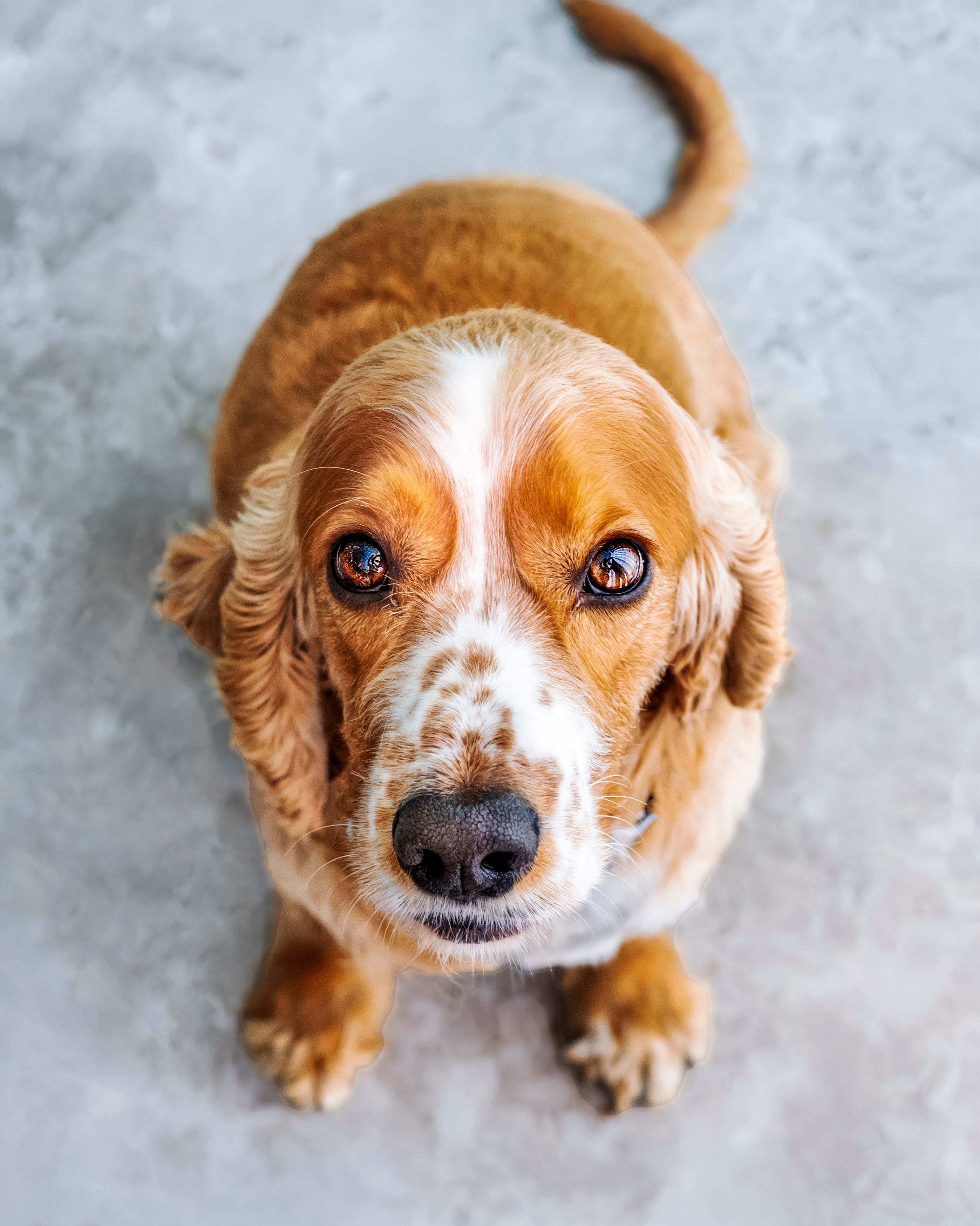 Adorable Cocker Spaniel Looking Upward · Free Stock Photo