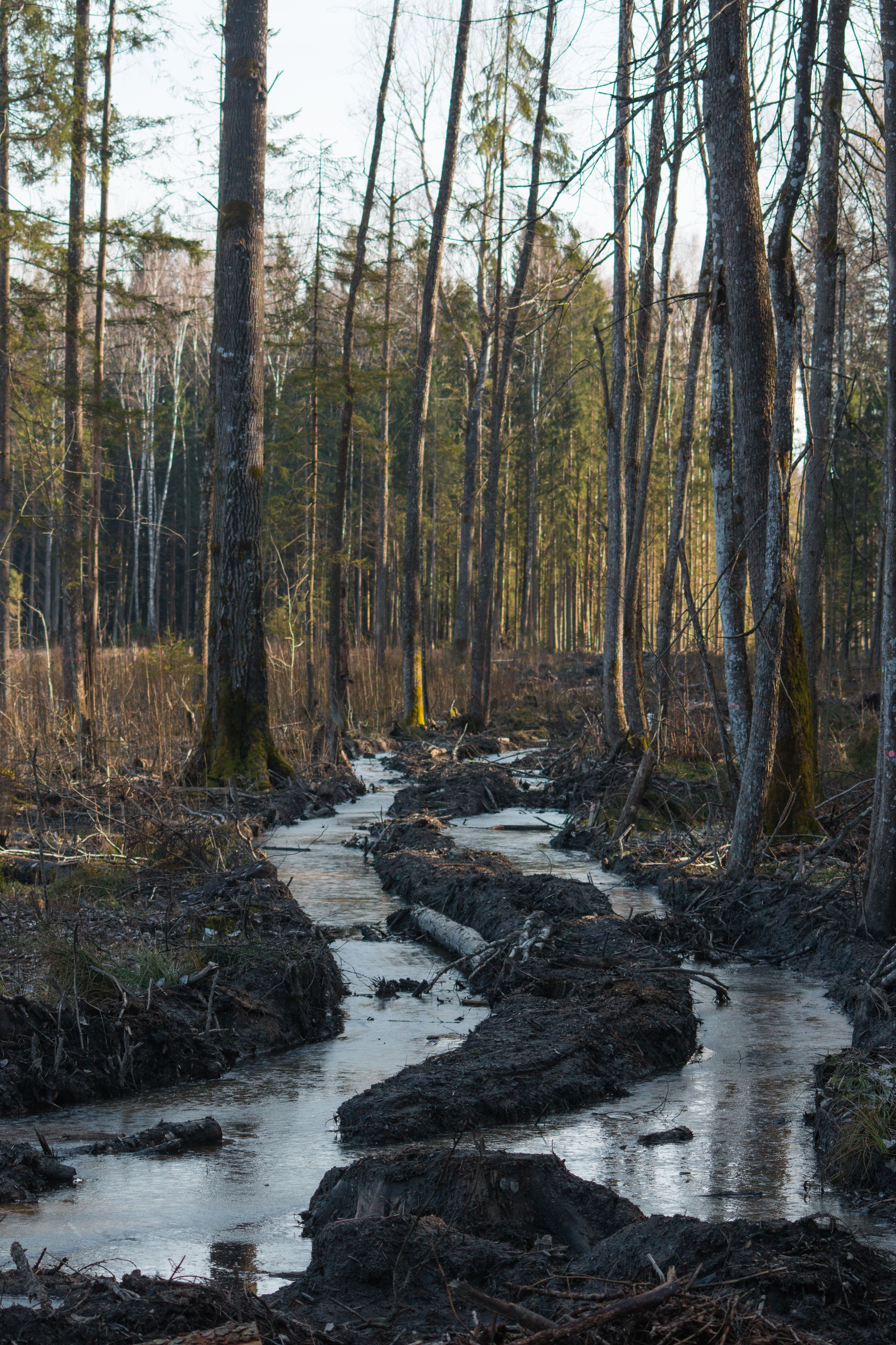 Serene Forest Stream in Early Spring · Free Stock Photo