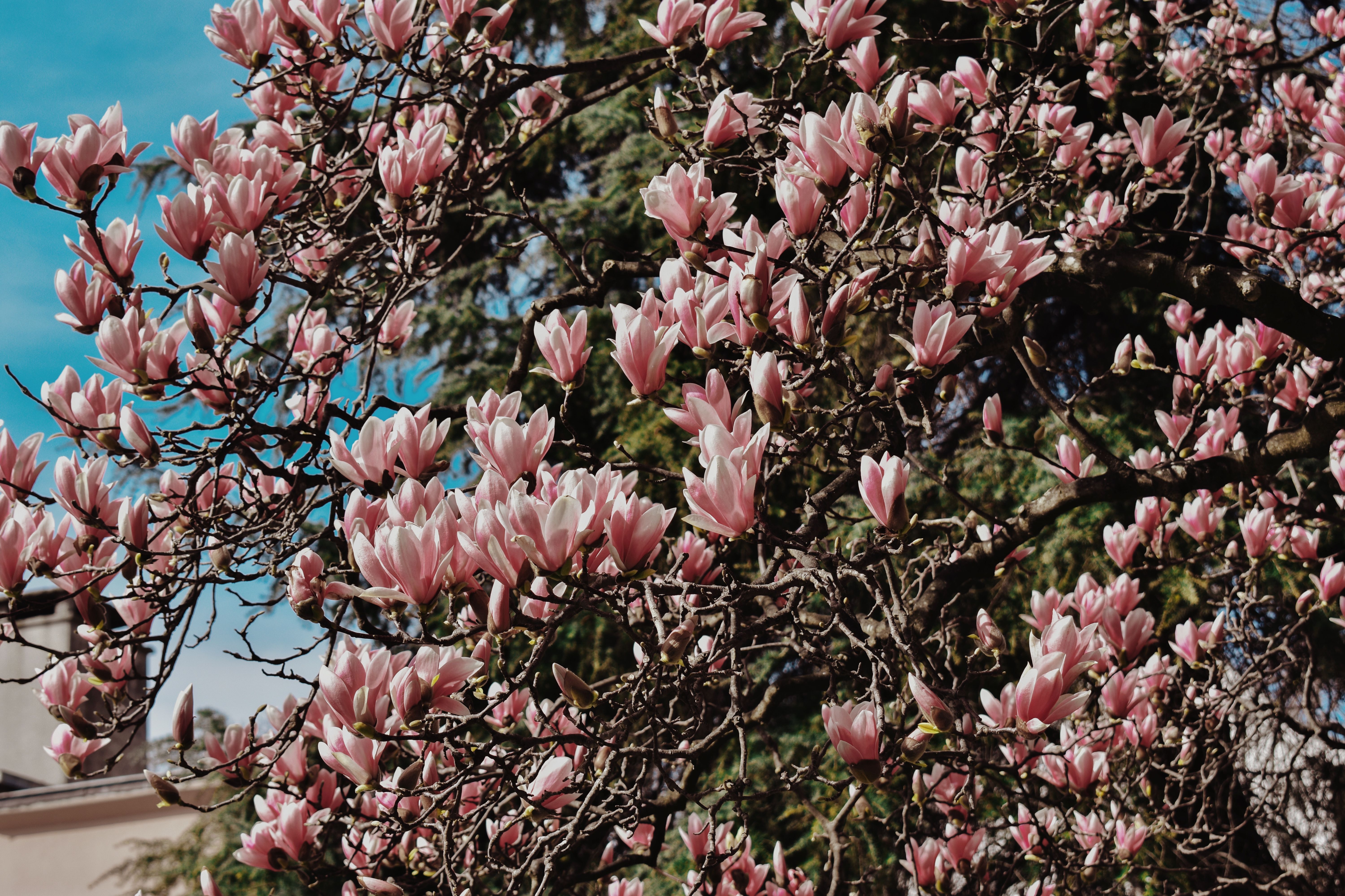 Blooming Pink Magnolia Tree in Istanbul · Free Stock Photo