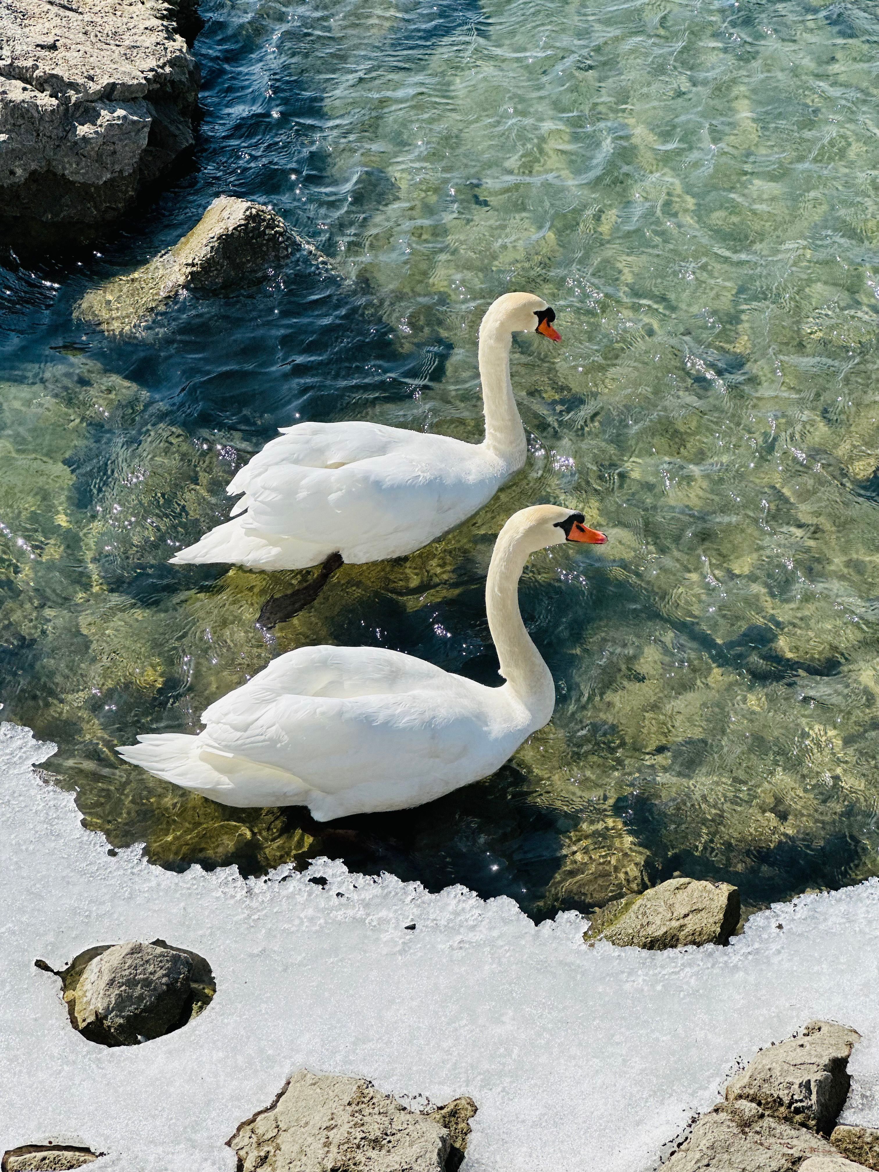 Elegant Swans on a Crystal Clear Lake · Free Stock Photo