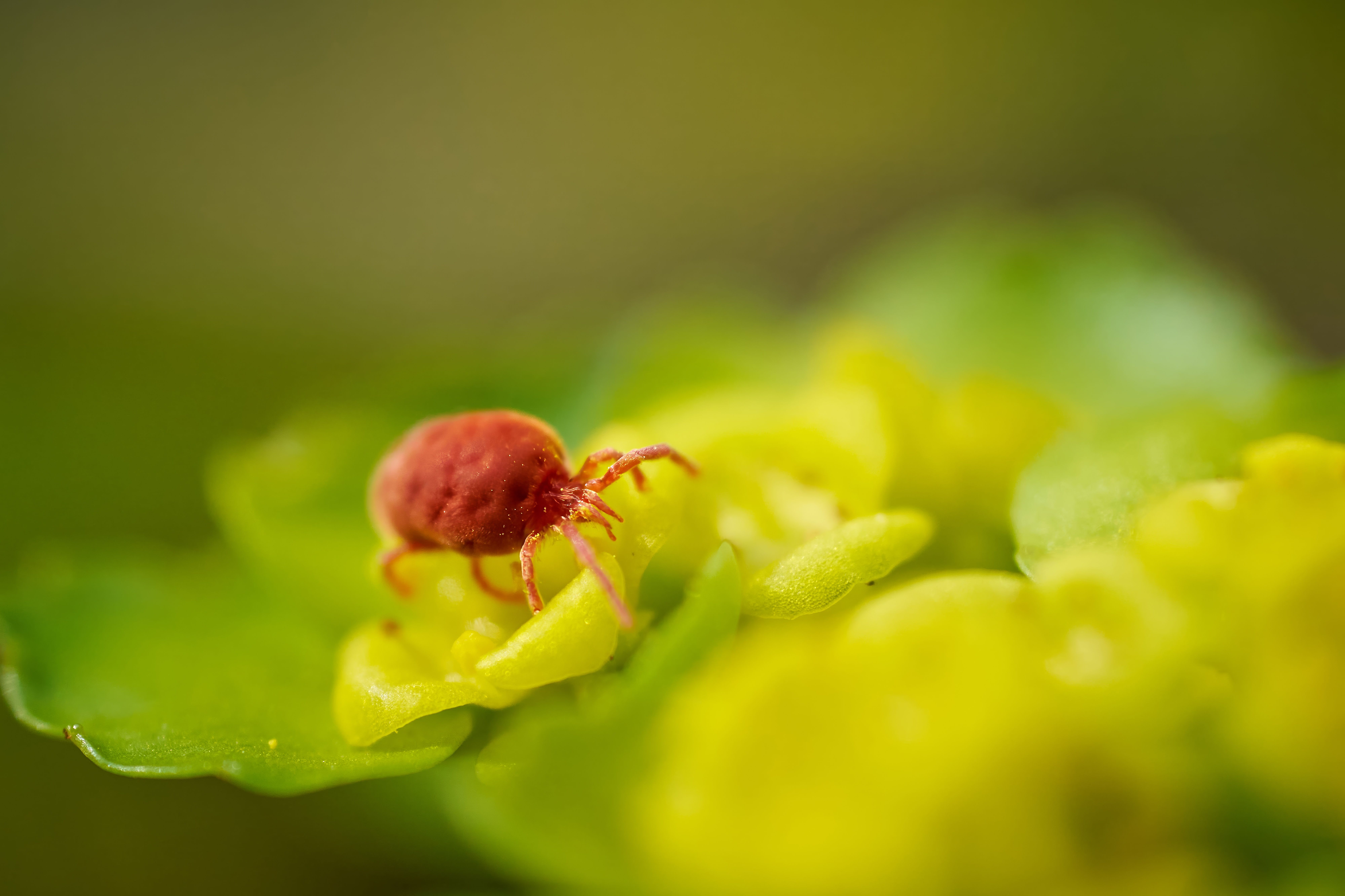 Close-Up of Red Mite on Yellow Flower · Free Stock Photo
