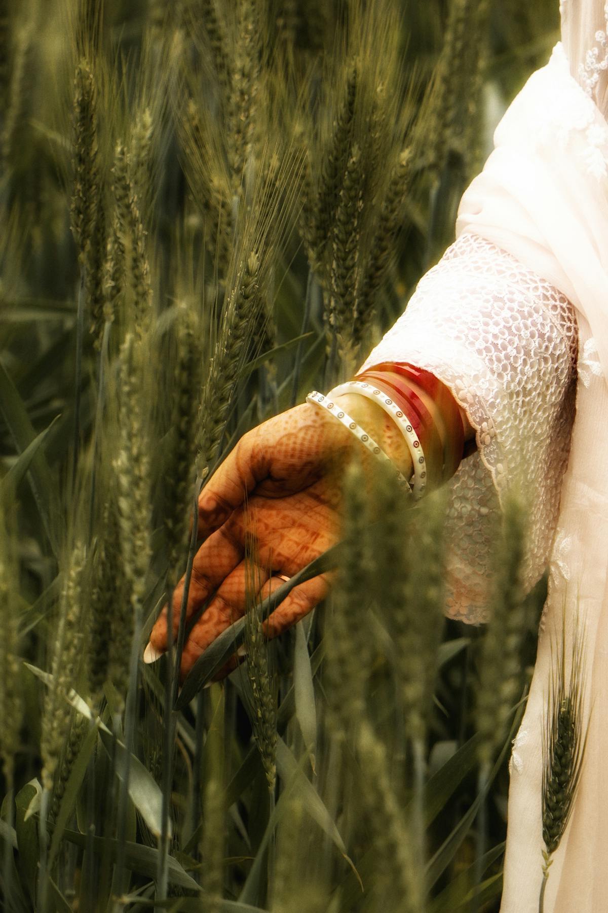 Wheat And Tares Photos, Download The BEST Free Wheat And Tares Stock ...