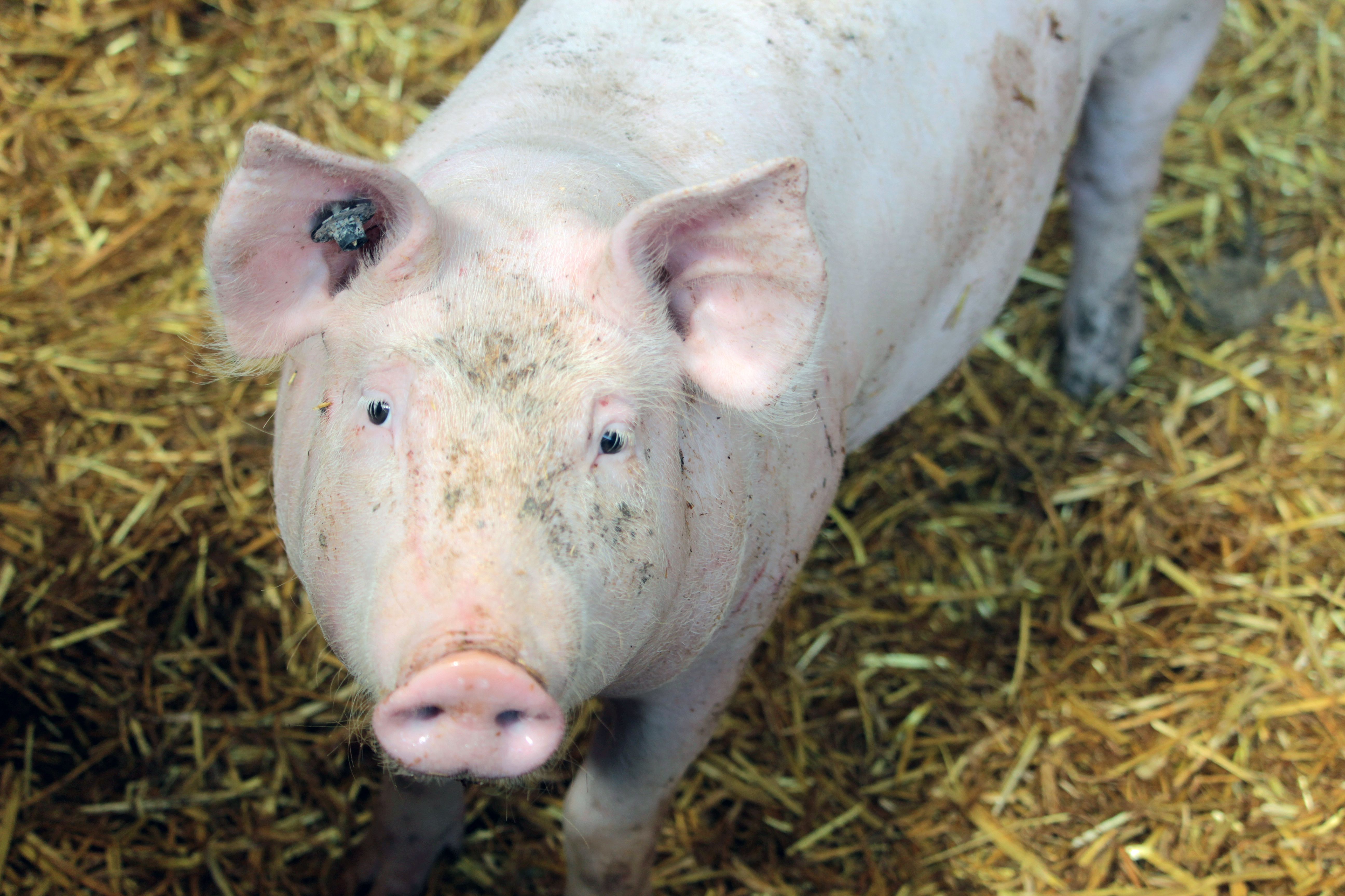 Primer Plano De Un Cerdo En Una Granja De Baviera · Foto de stock gratuita