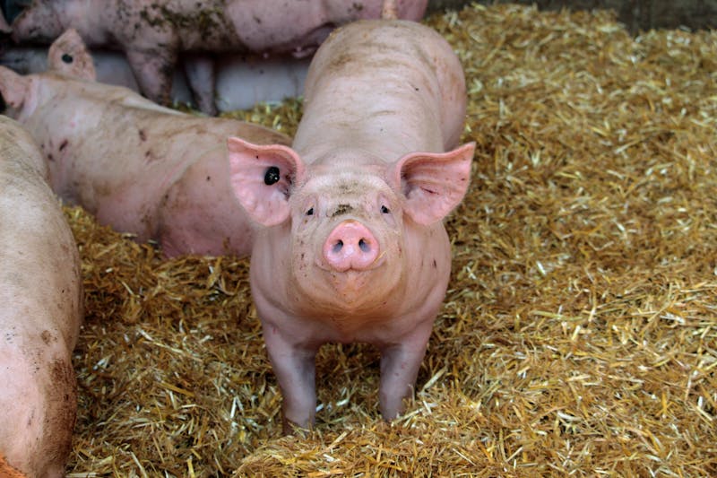 Pigs Photos, Download The BEST Free Pigs Stock Photos & HD Images