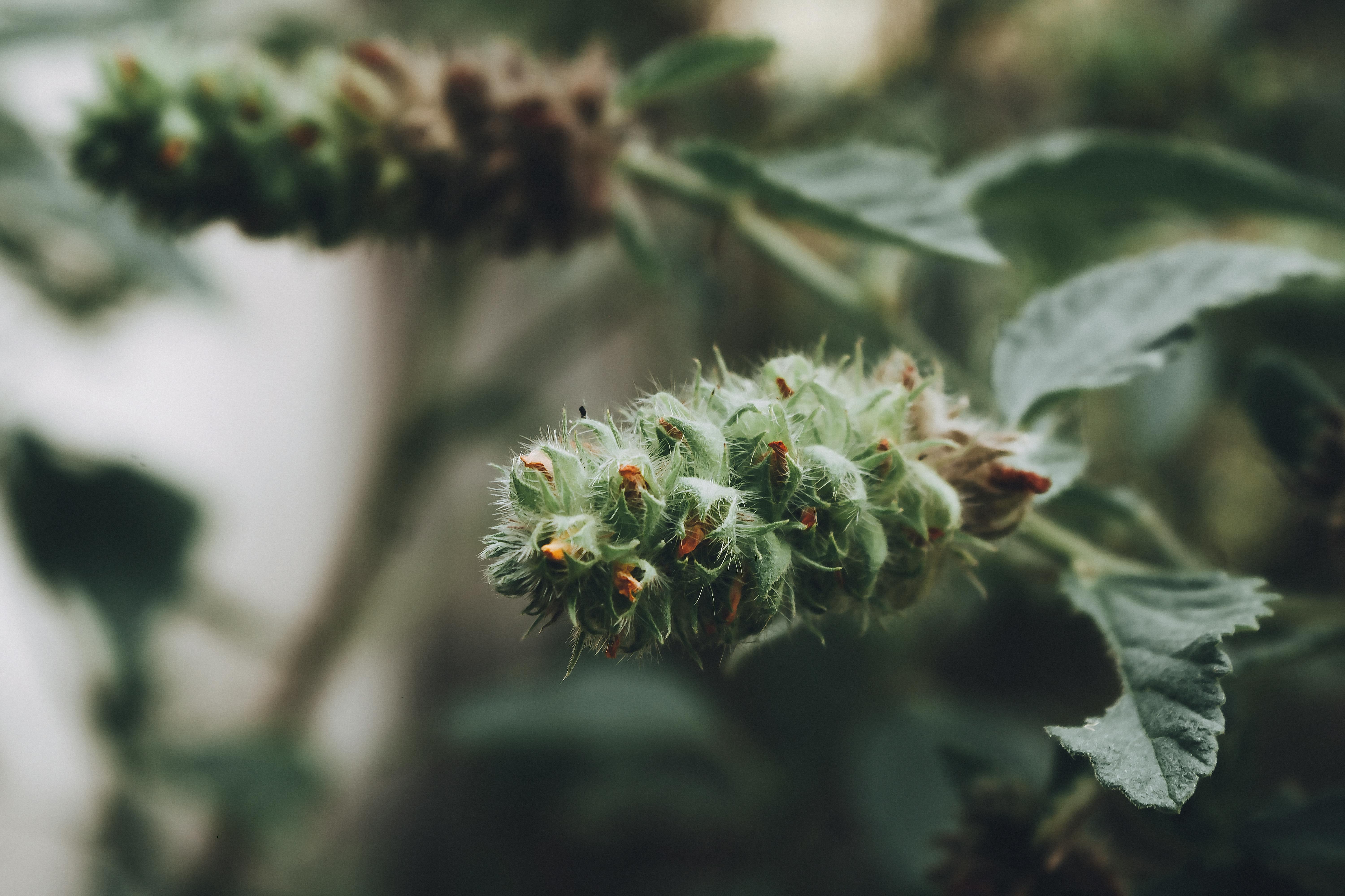 Close-up of Green Plant Spike Outdoors · Free Stock Photo