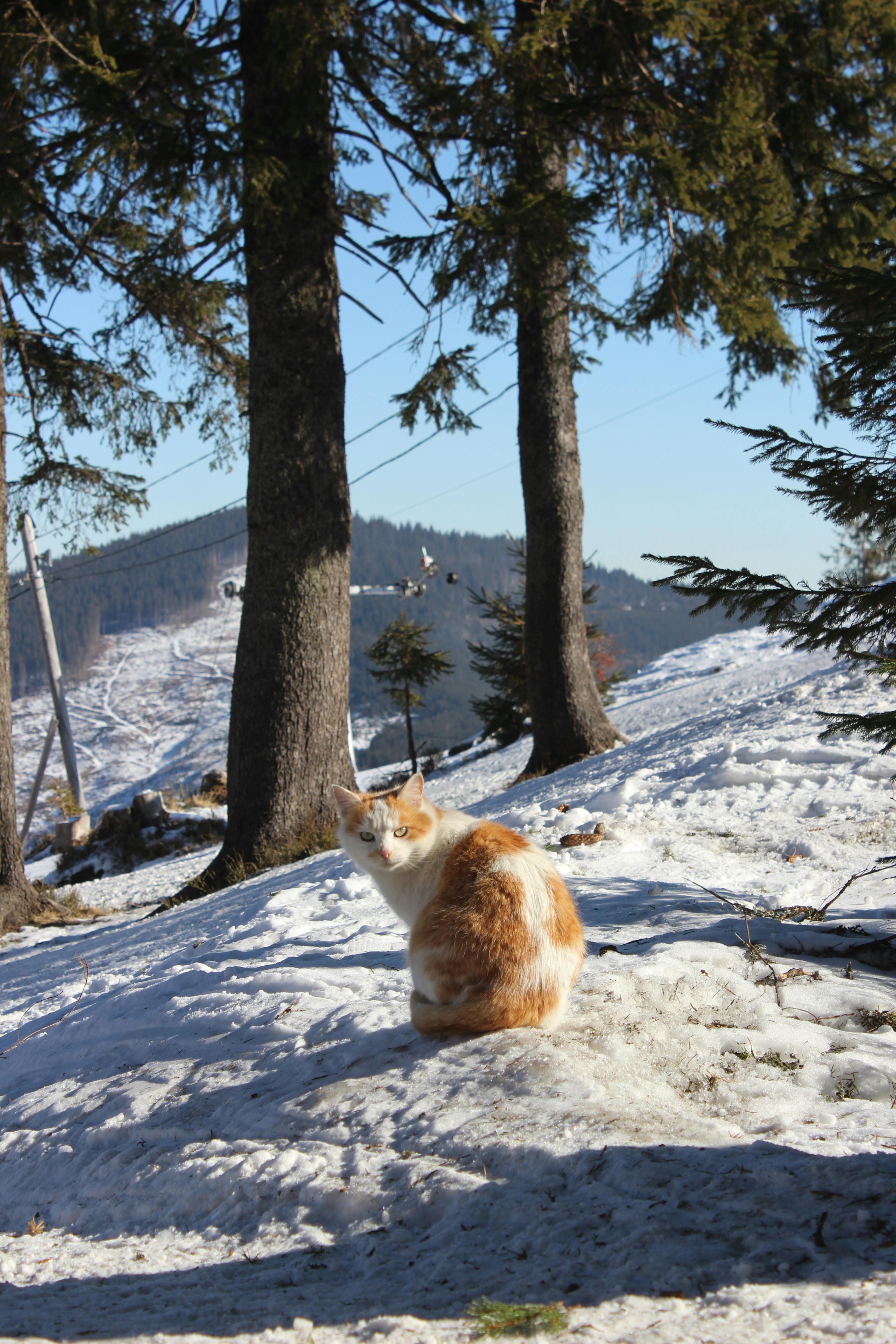 Nyan Cat Photos, Download The BEST Free Nyan Cat Stock Photos & HD Images