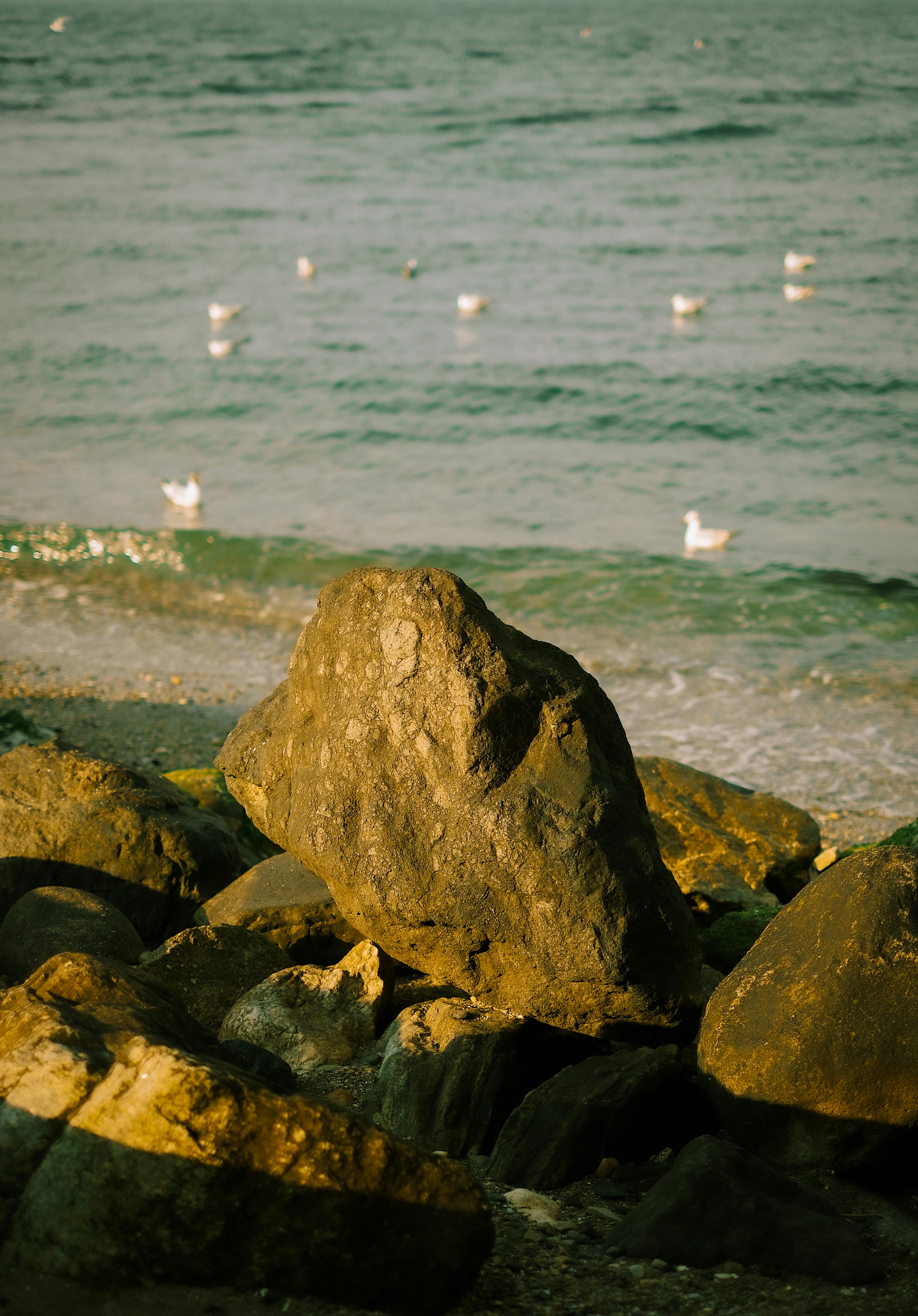 Rocky Seashore with Seagulls in Bursa · Free Stock Photo