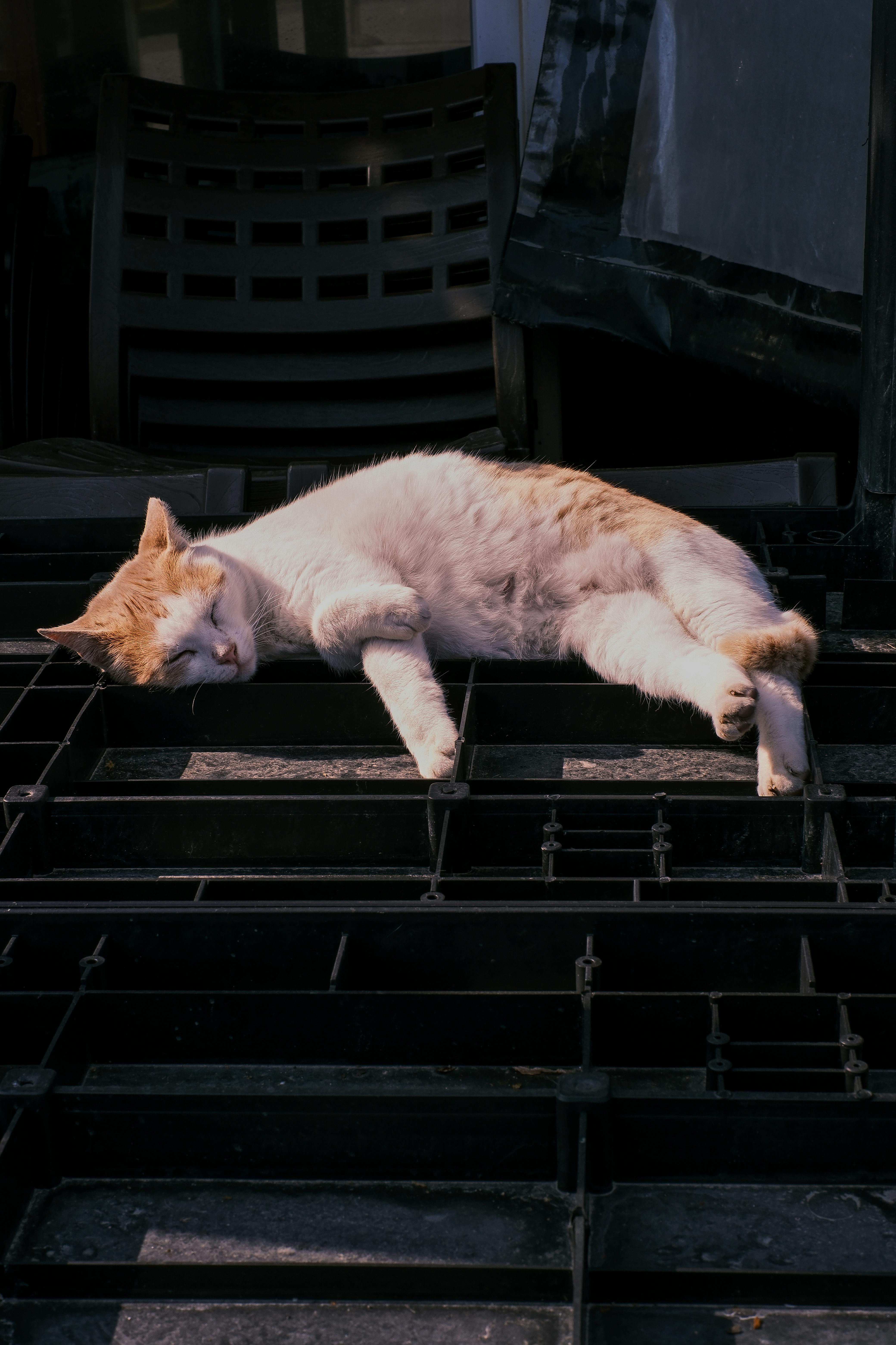 Relaxed Cat Lounging Outdoors in Bursa · Free Stock Photo