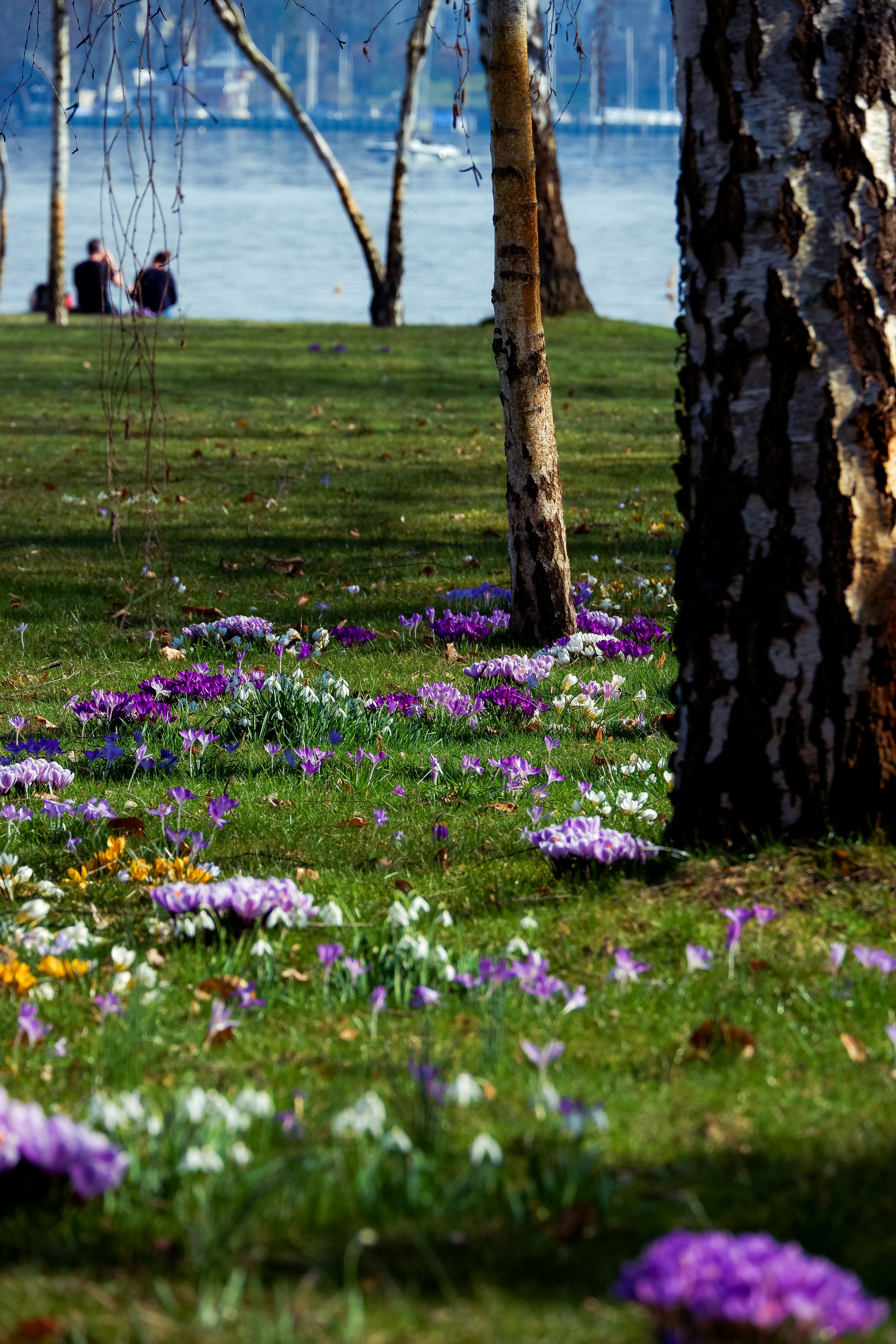 Vibrant Spring Flowers in Berlin Park · Free Stock Photo