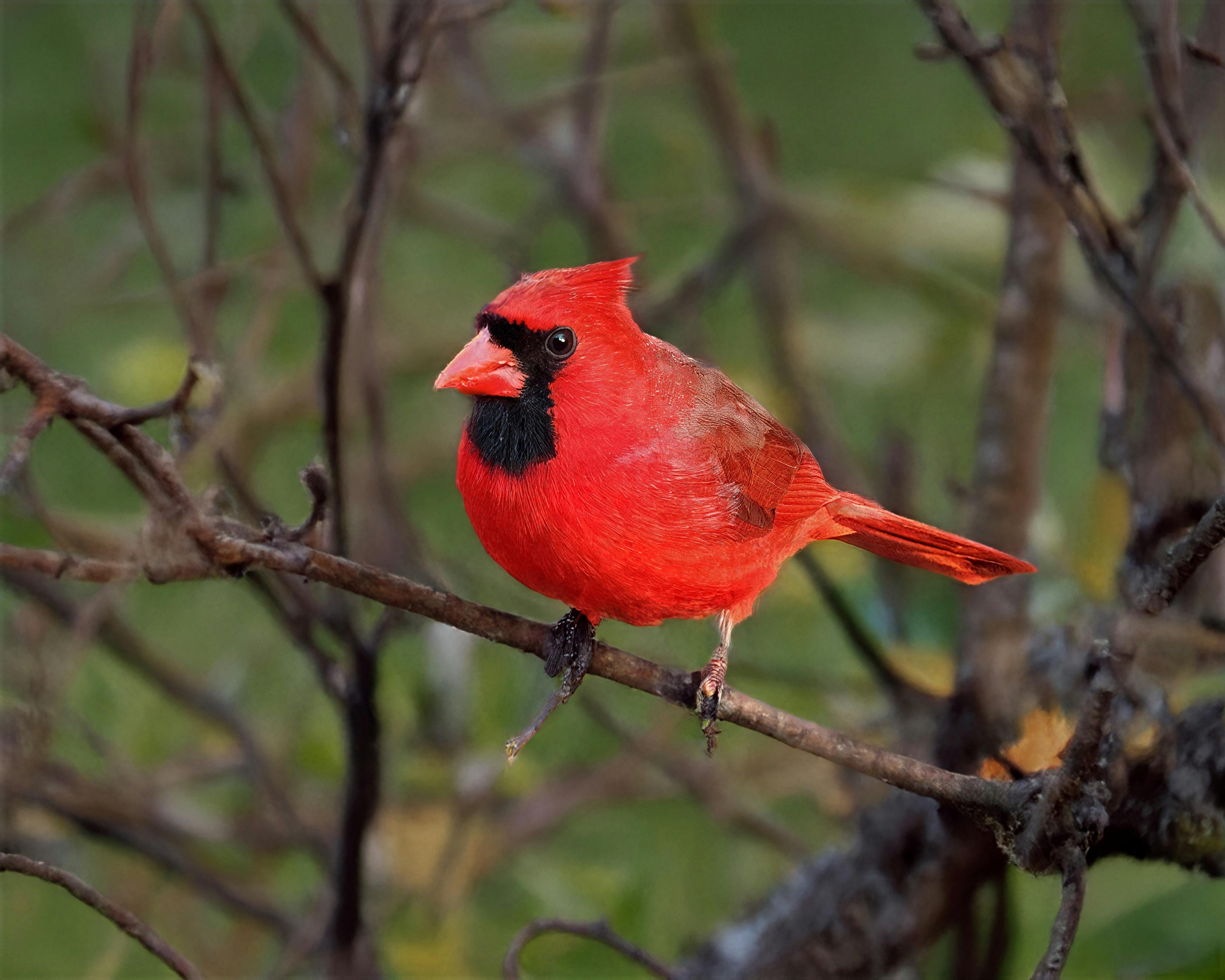 Photo of Northern Cardinal Perched on Brown Tree Branch · Free Stock Photo