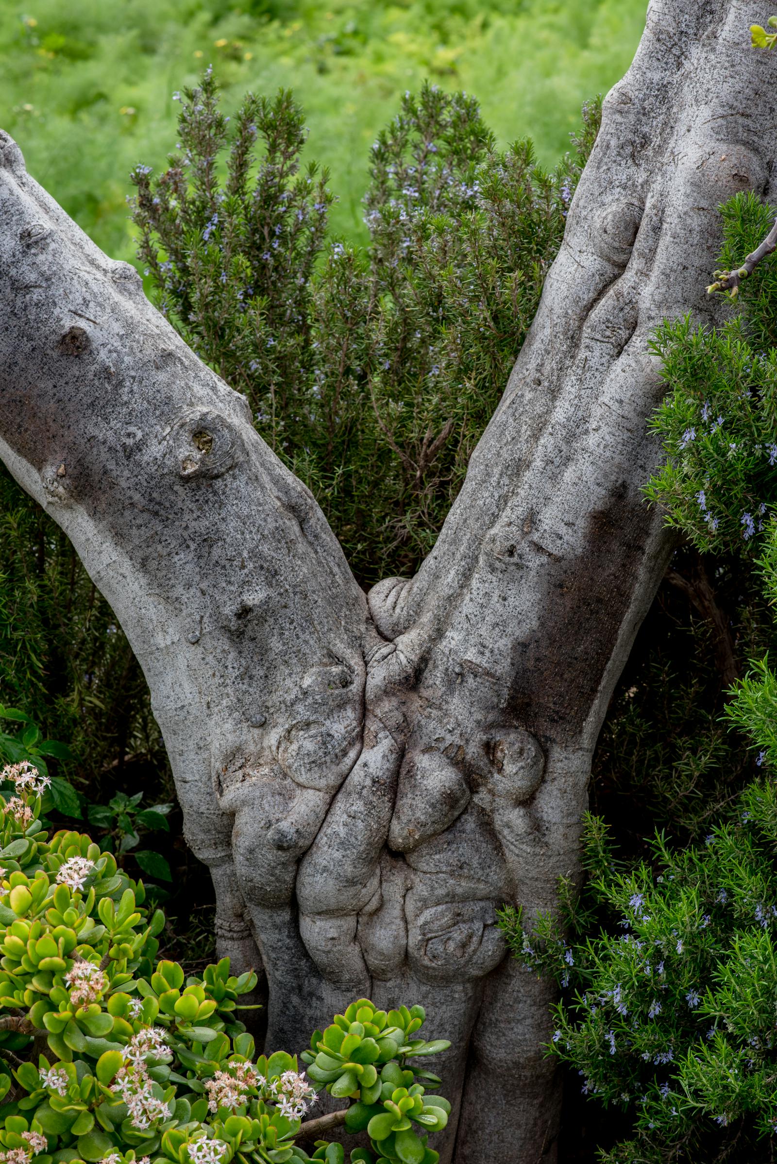 Old Tree Photos, Download The BEST Free Old Tree Stock Photos & HD Images