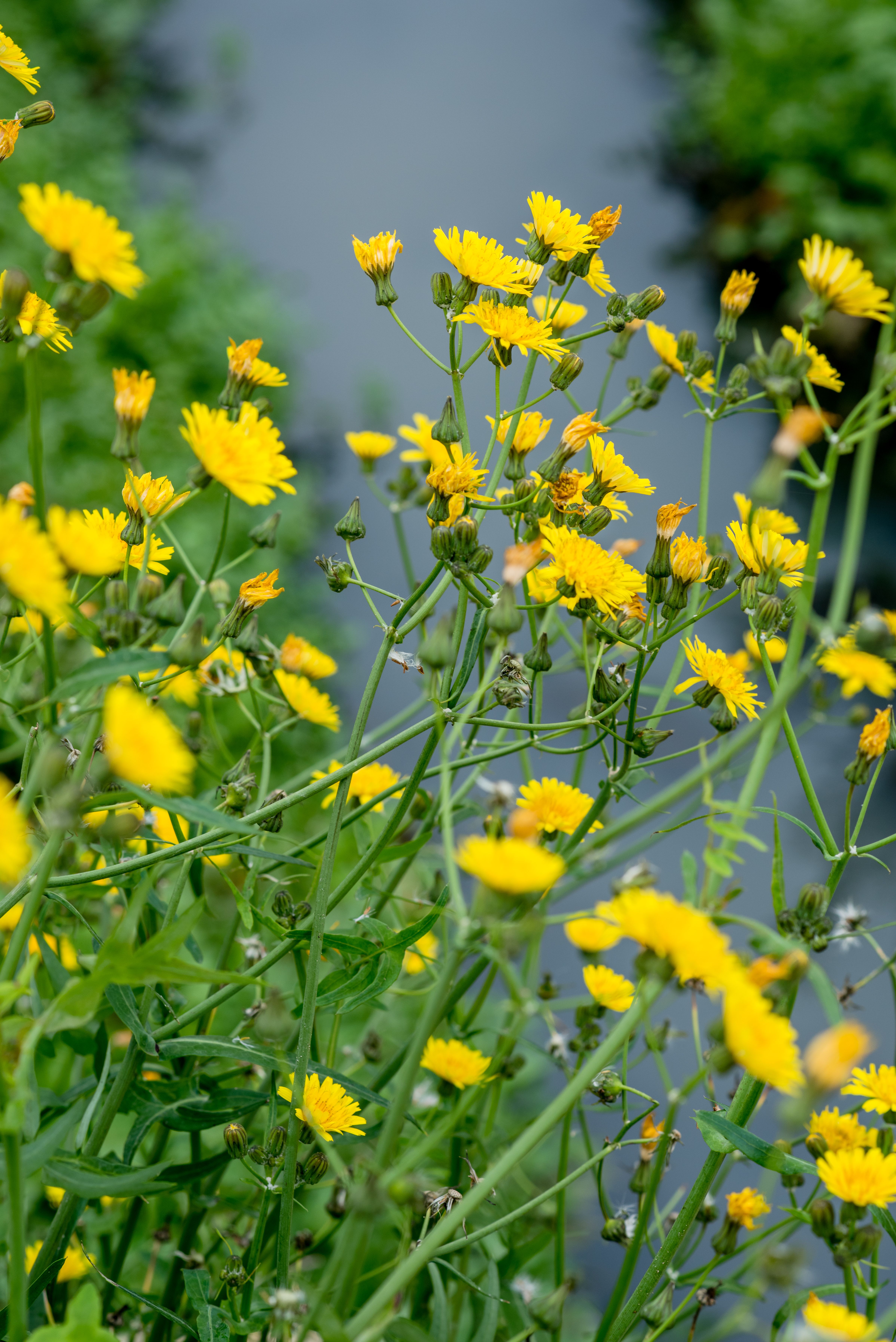 Flowering Plants Photos, Download The BEST Free Flowering Plants Stock ...