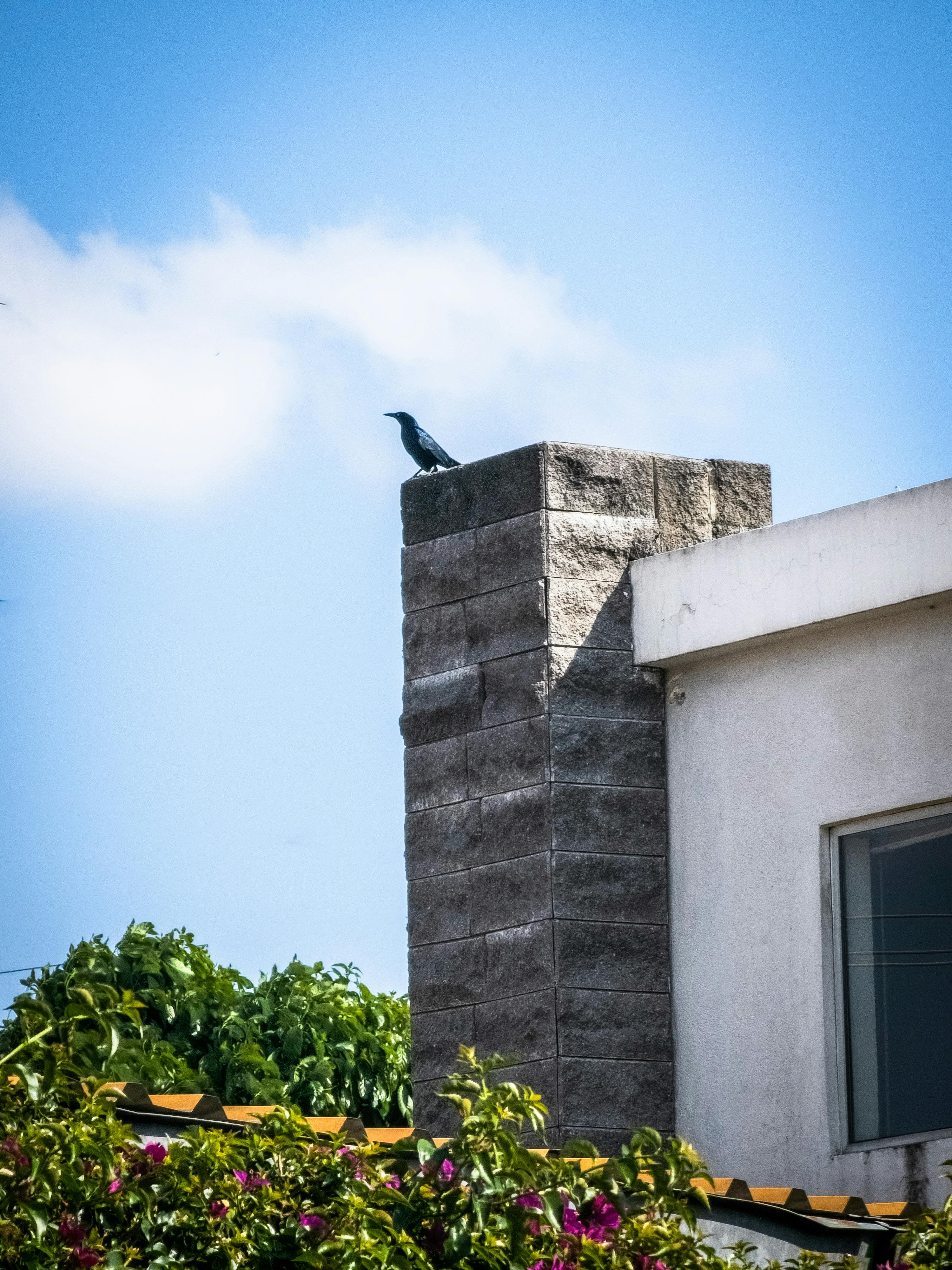 Urban crow perched on rooftop chimney · Free Stock Photo