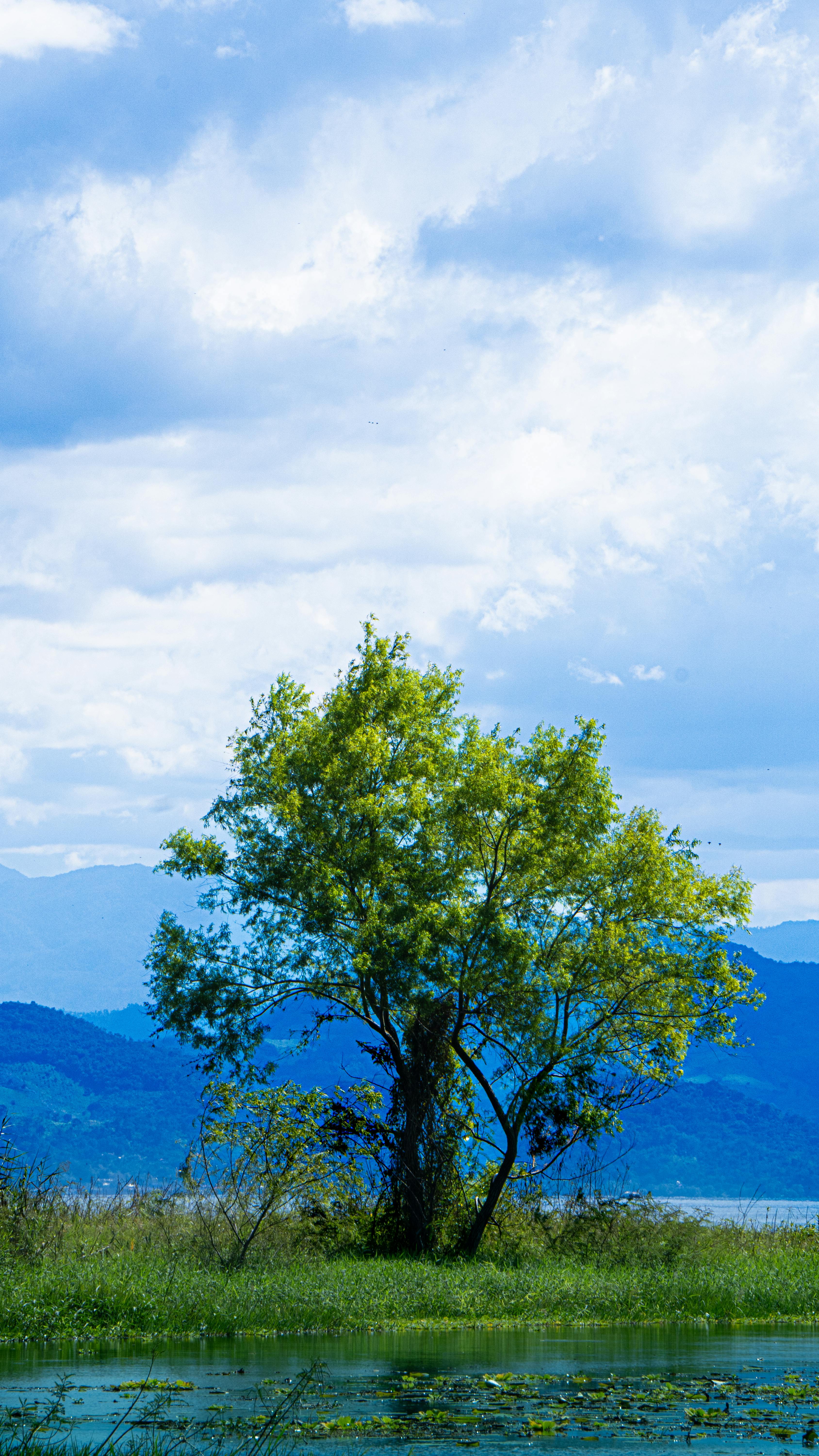 Sky Tree Water Photos, Download The BEST Free Sky Tree Water Stock ...