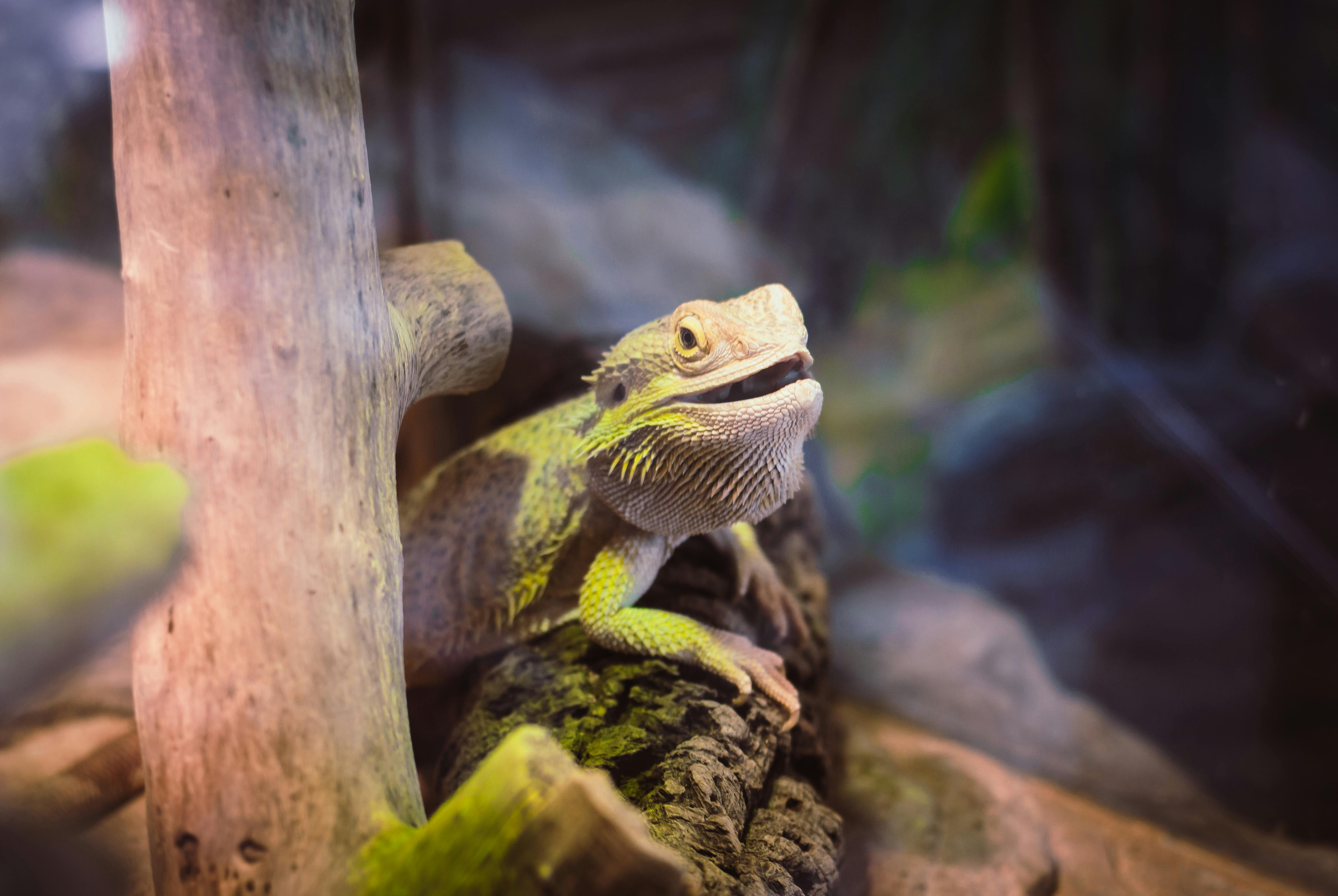 Aqua Snake Photos, Download The BEST Free Aqua Snake Stock Photos & HD ...