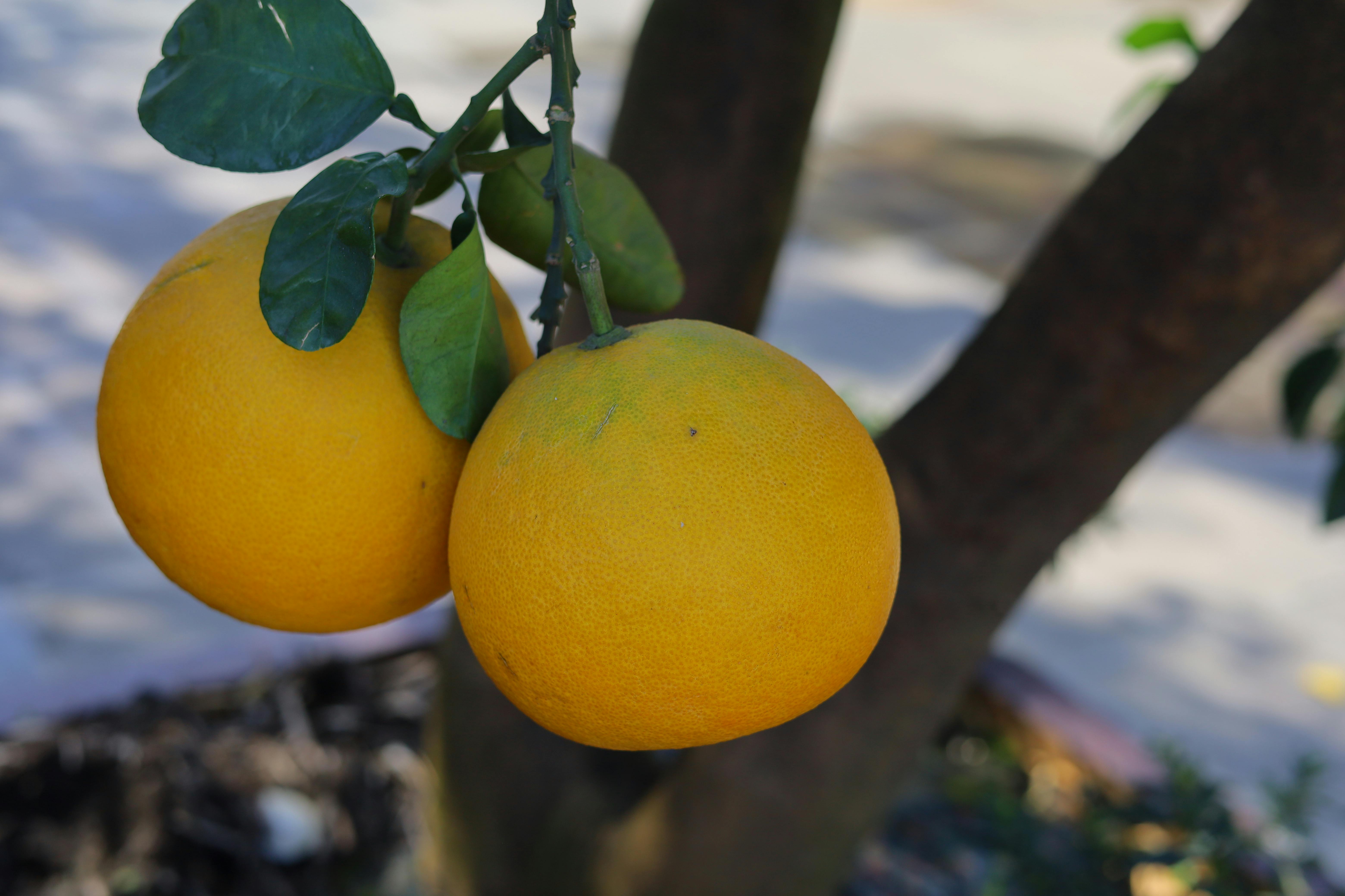 ωρίμανση φρούτων Pummelo σε κλαδί δέντρου σε εξωτερικούς χώρους · Δωρεάν στοκ φωτογραφιών