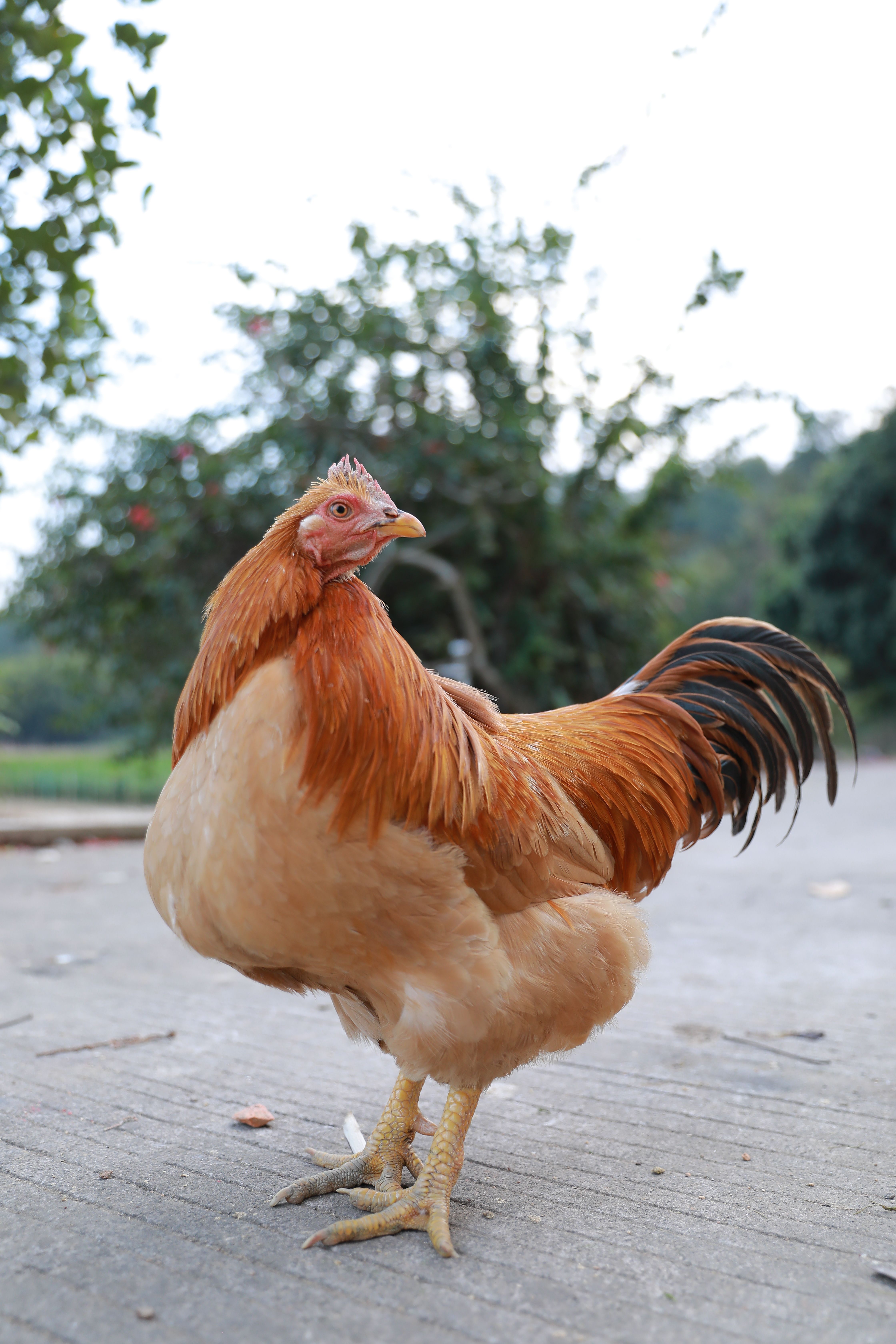 Portrait of a Chicken in Natural Surroundings · Free Stock Photo
