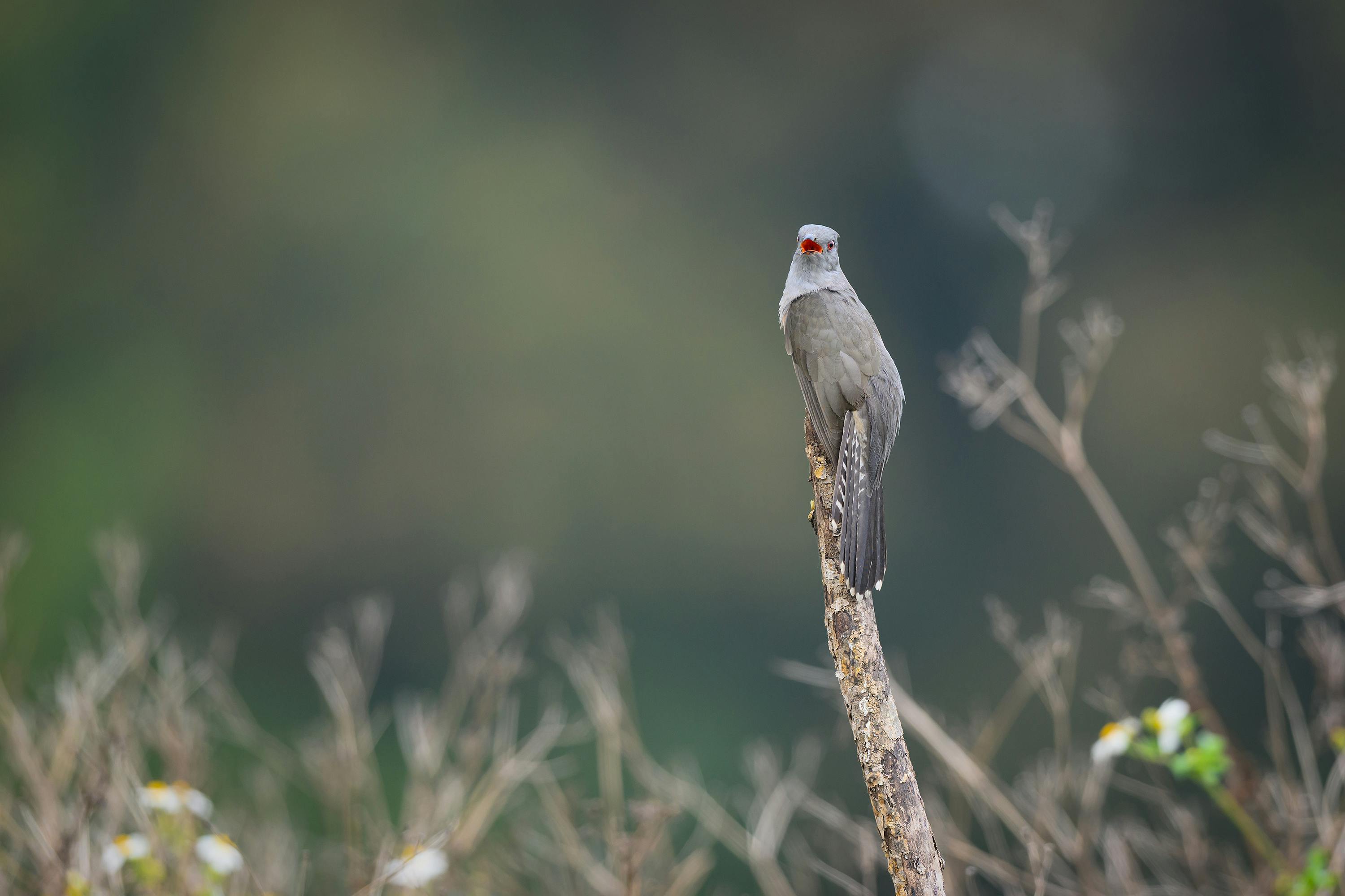 Grey Cuckoo Bird Perched on a Tree Branch · Free Stock Photo