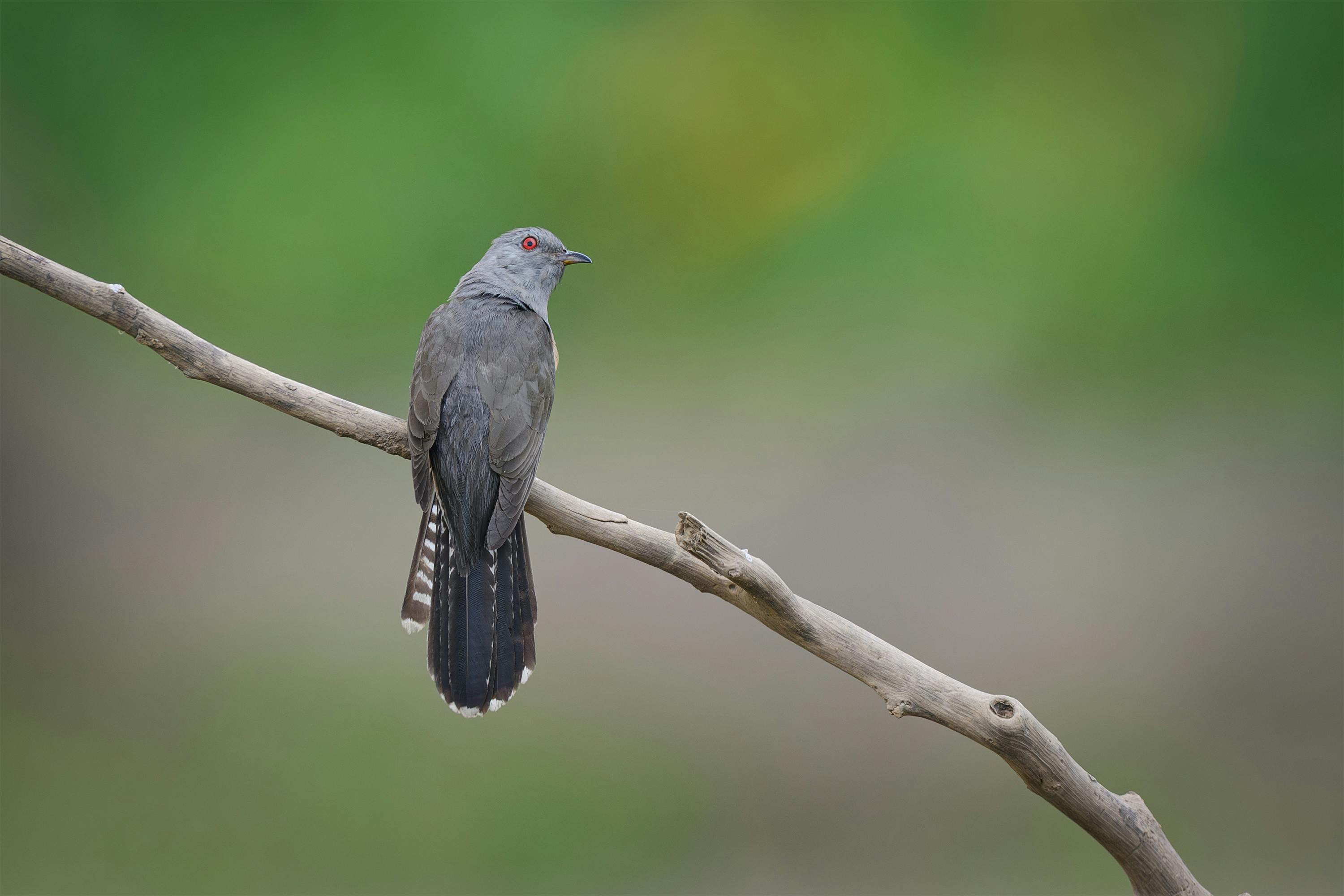 Grey Cuckoo Bird Perched on a Bare Branch · Free Stock Photo