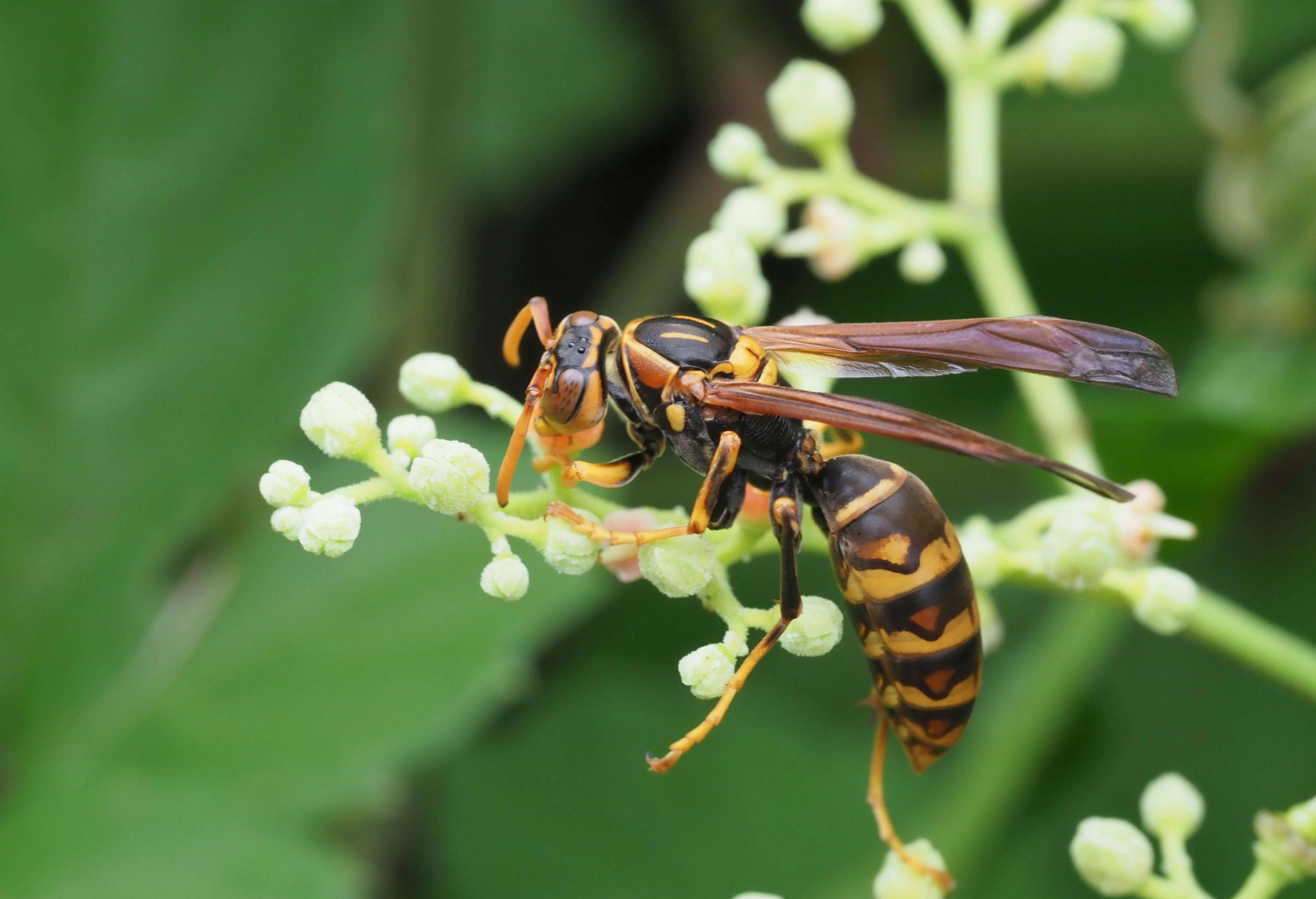 Close-up of a Paper Wasp on a Plant · Free Stock Photo