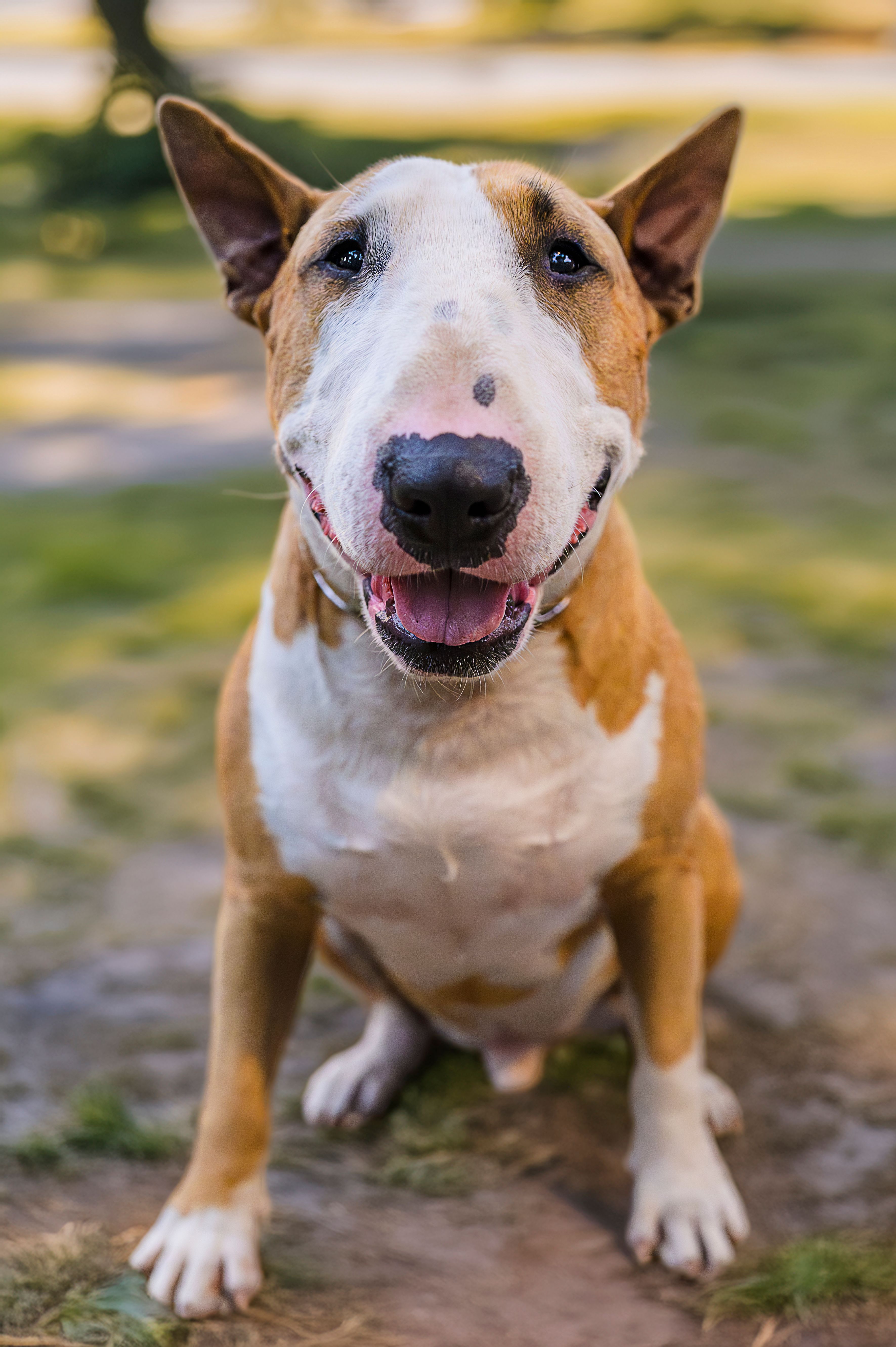 Smiling Bull Terrier Dog Outdoors in Perú · Free Stock Photo