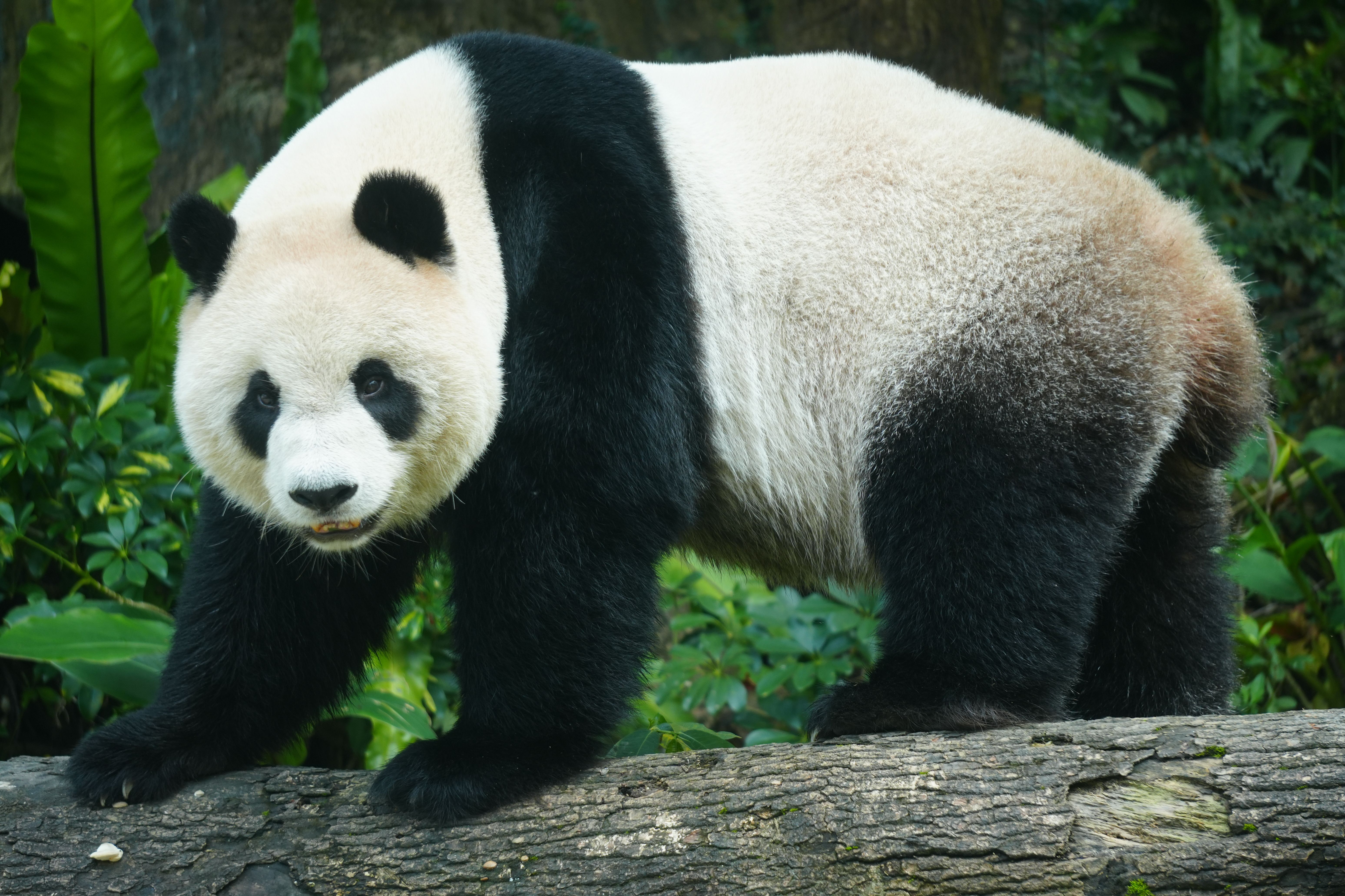 Majestic Giant Panda in Taiwan's Lush Forest · Free Stock Photo