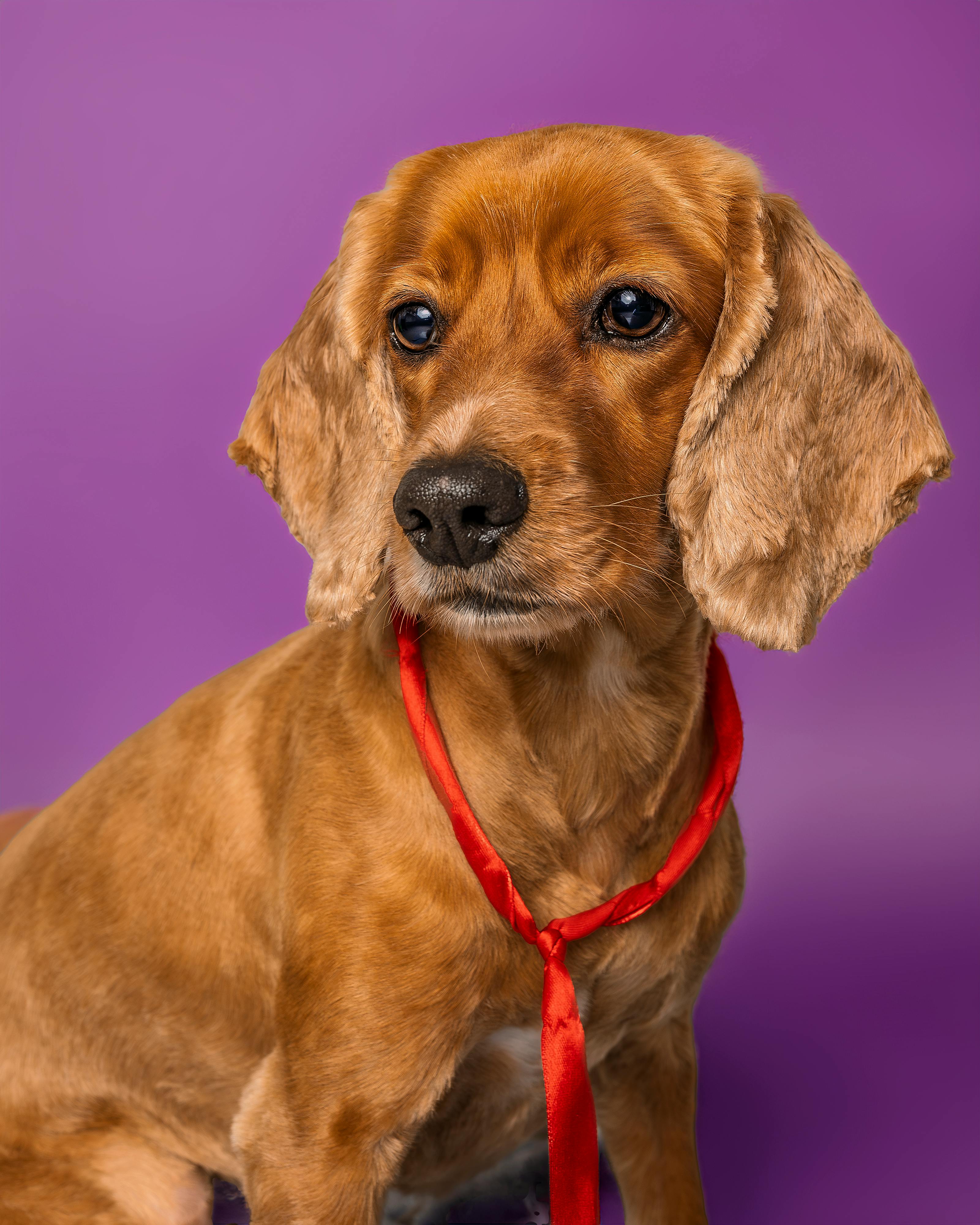 Smiling Cocker Spaniel Sitting Outdoors · Free Stock Photo