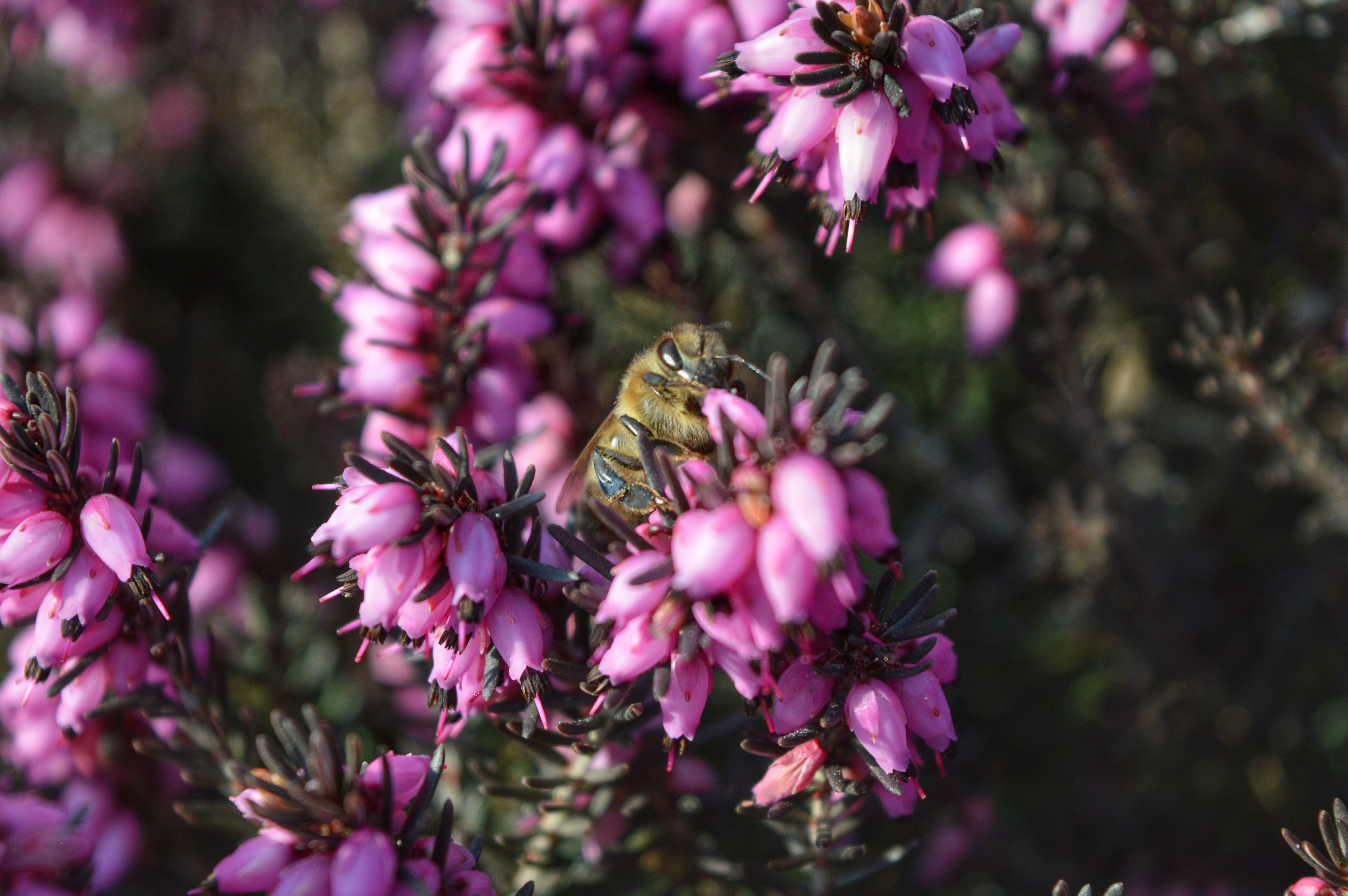 Bee Pollinating Pink Heather Flowers in Springtime · Free Stock Photo