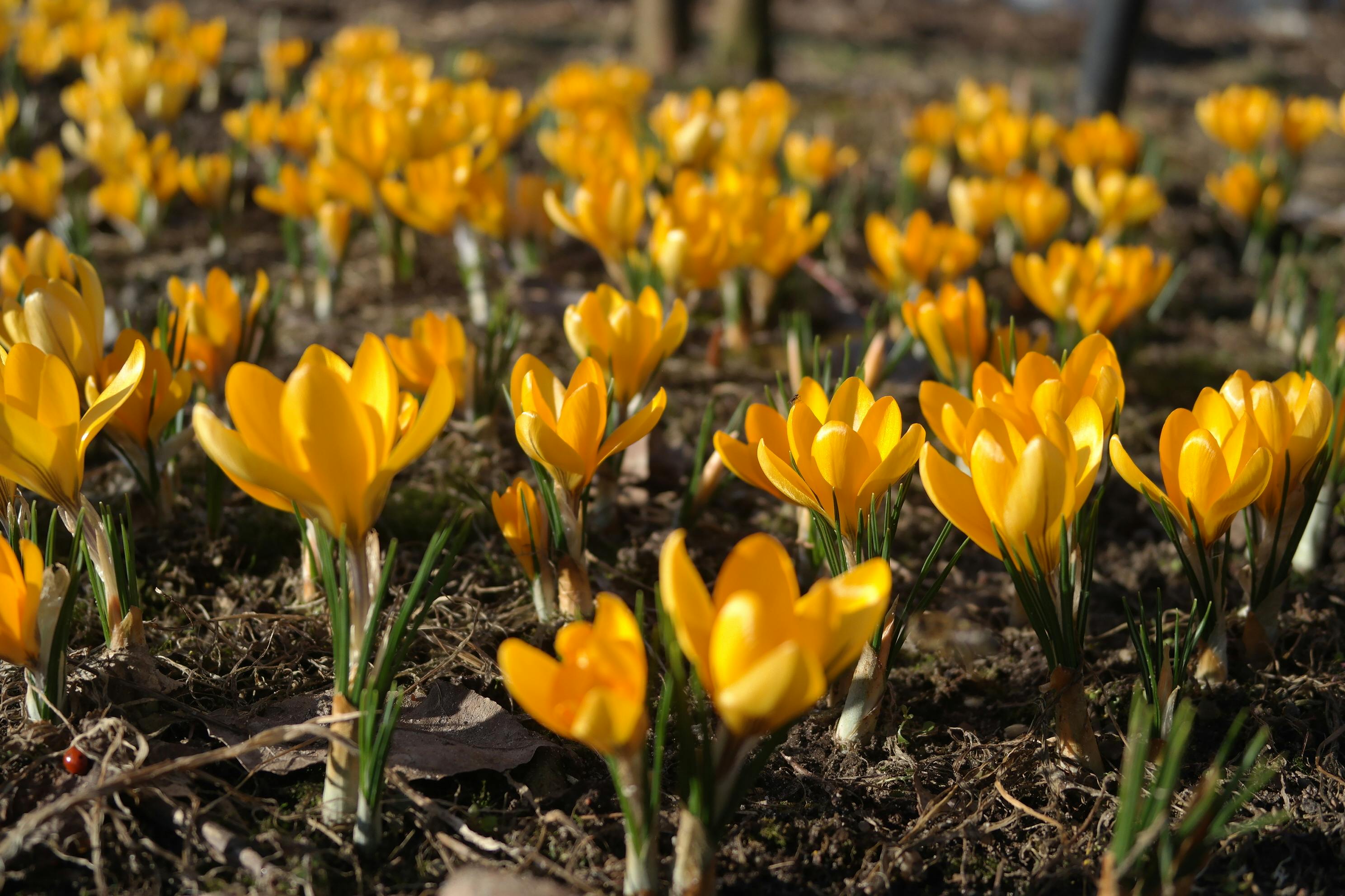 Bright Yellow Crocuses Blooming in Spring Garden · Free Stock Photo