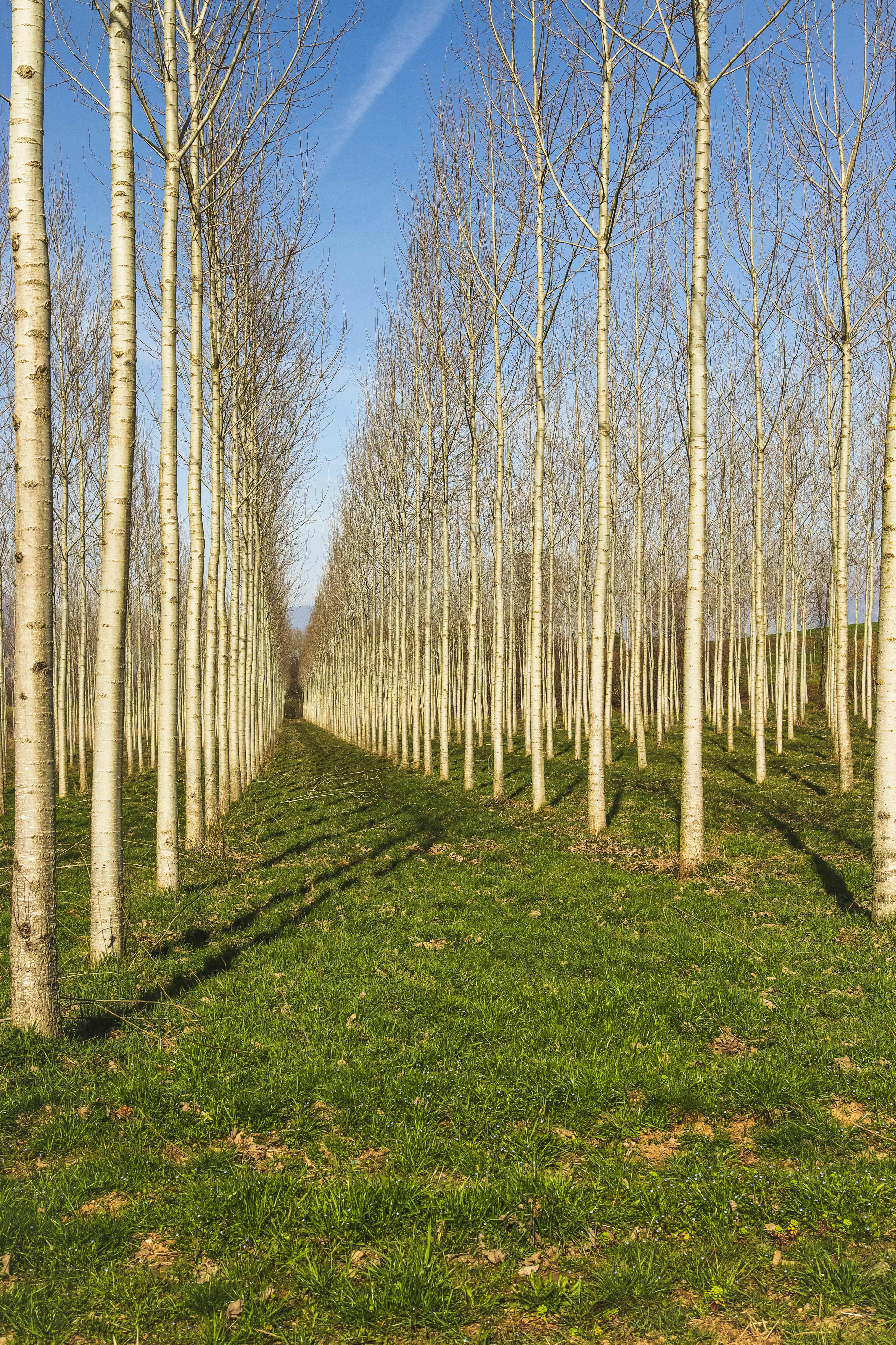 Symmetrical Birch Tree Plantation Perspective · Free Stock Photo