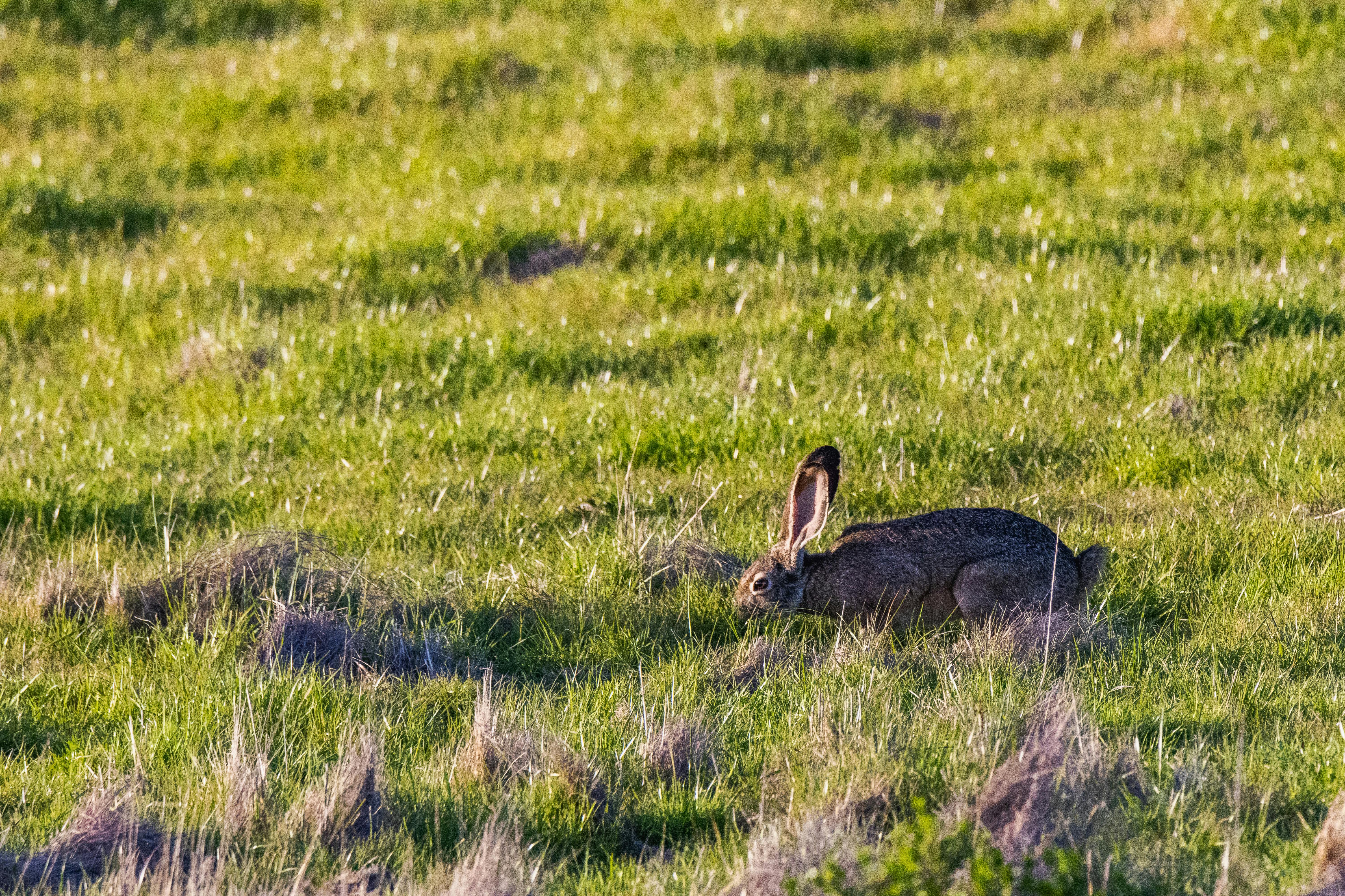Wild Hare in Sunlit Green Meadow · Free Stock Photo