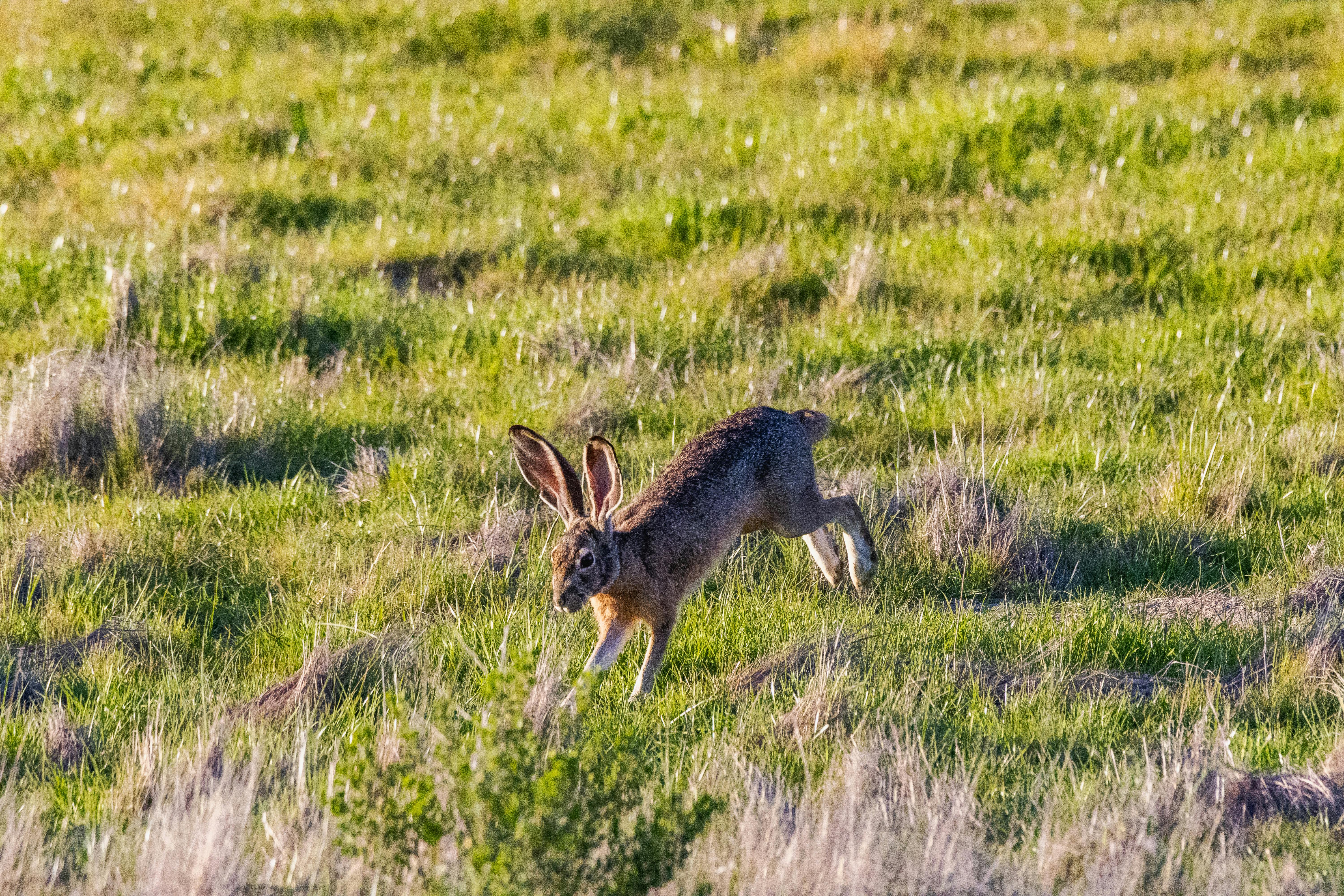 Hare Leaping in Verdant Meadow · Free Stock Photo