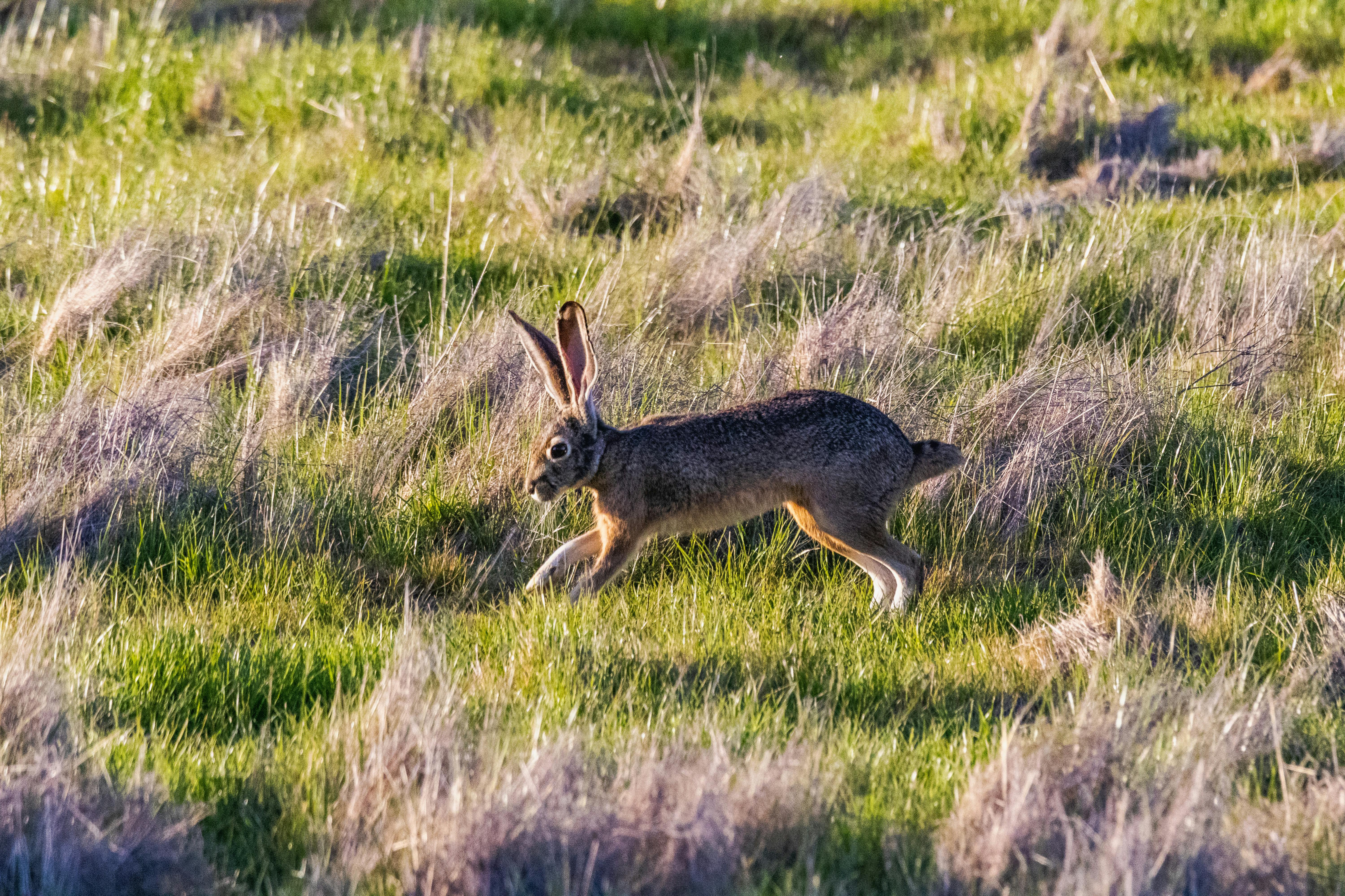 Wild Rabbit Hopping in Grassy Field at Daytime · Free Stock Photo