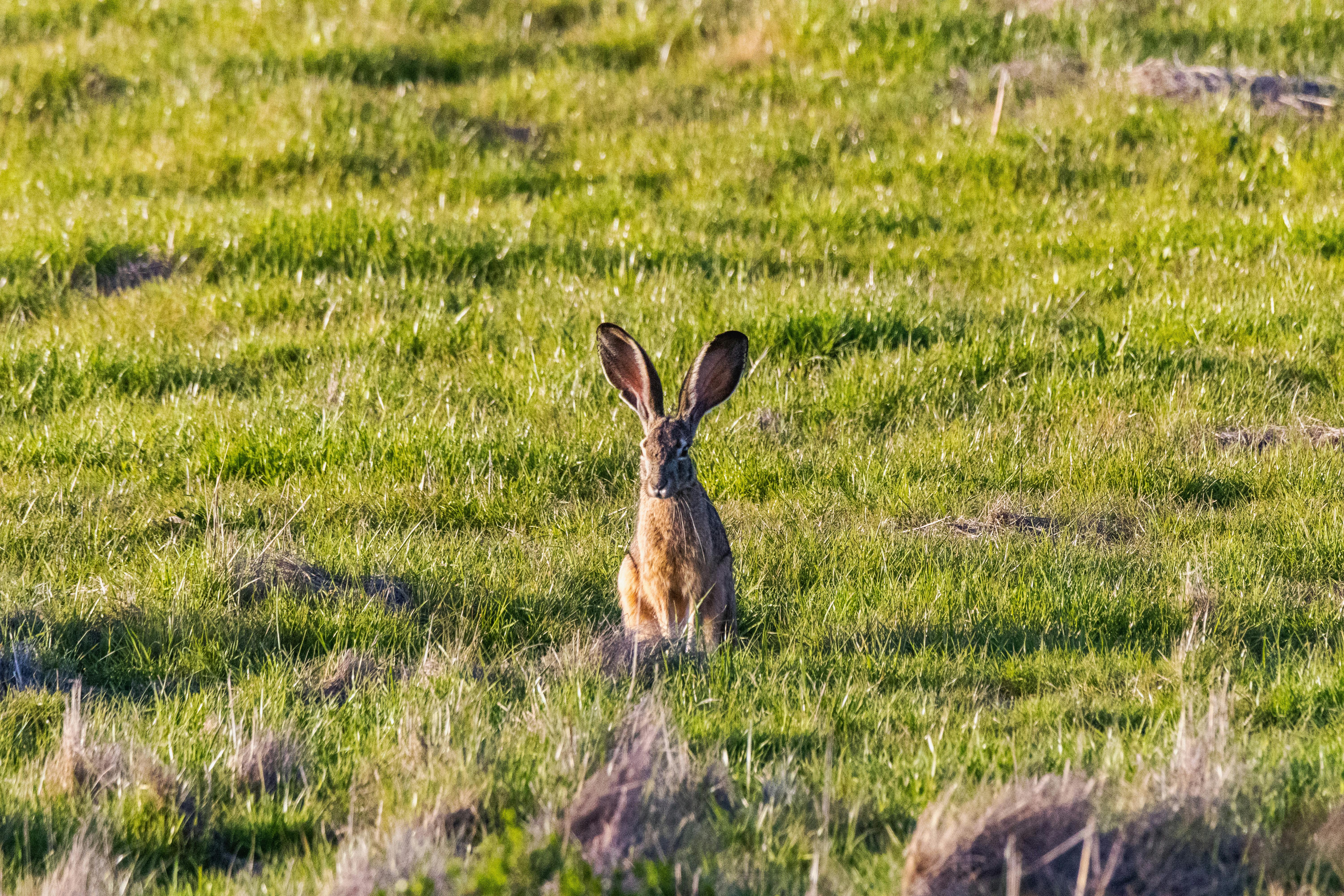 Eurasian Hare in Lush Green Meadow · Free Stock Photo