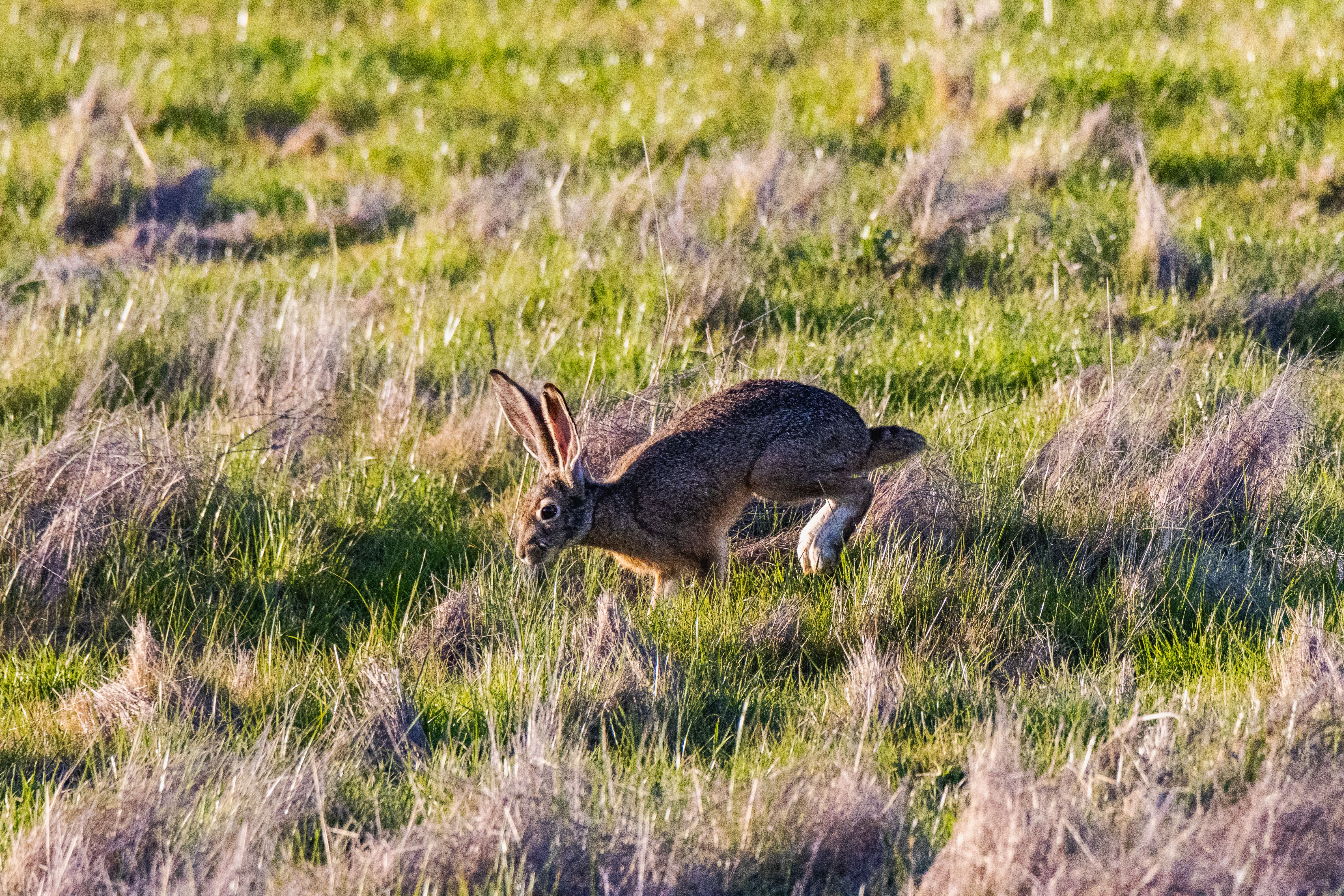 Gratis stockfoto van actie, beest, behendigheid, beweging ...