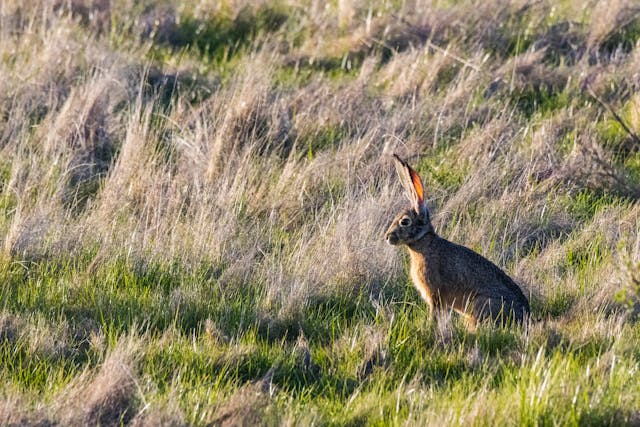 White-Tailed Jackrabbit: Facts, Habitat, and Behavior