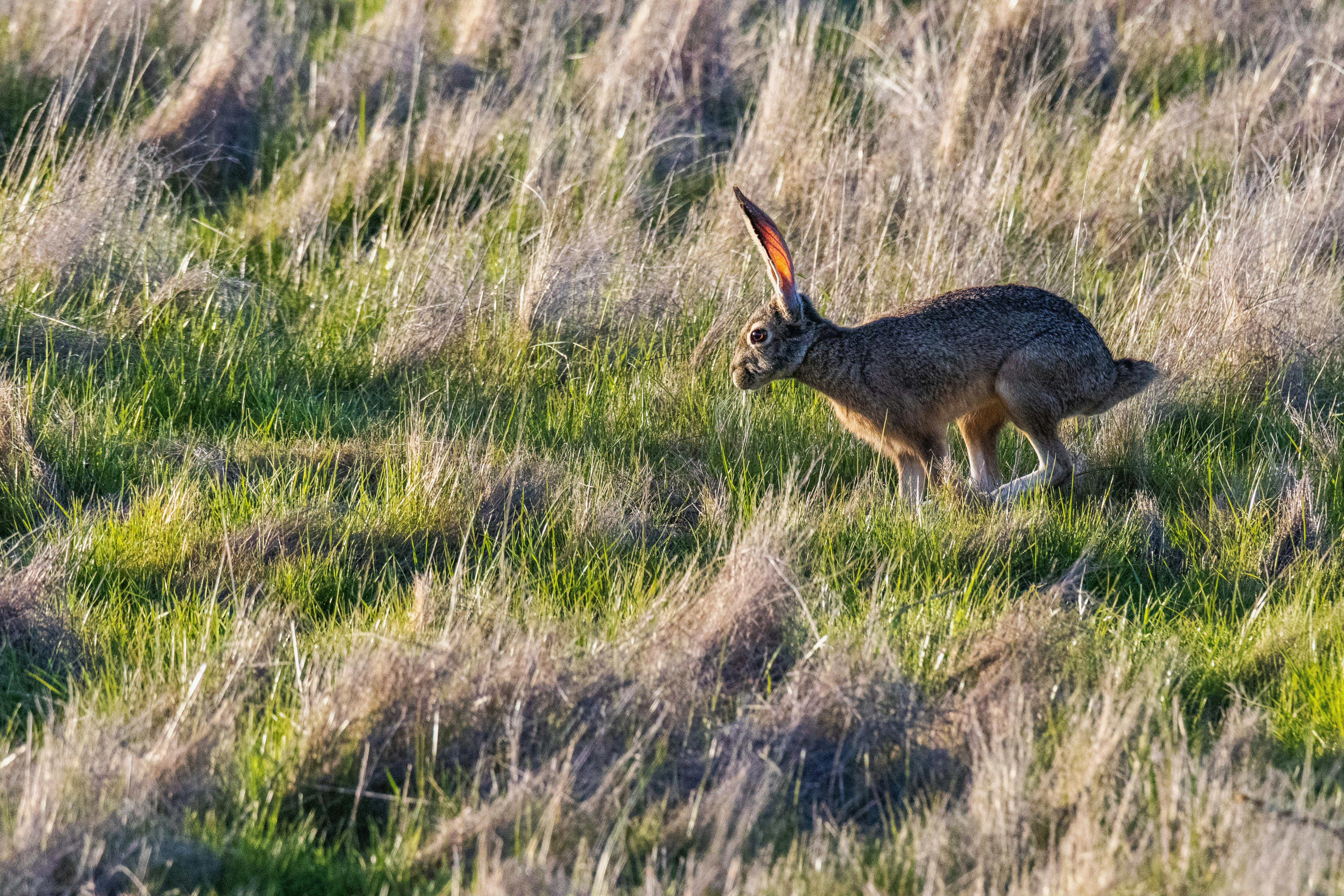 Does insurance cover ear pinning? What you need to know