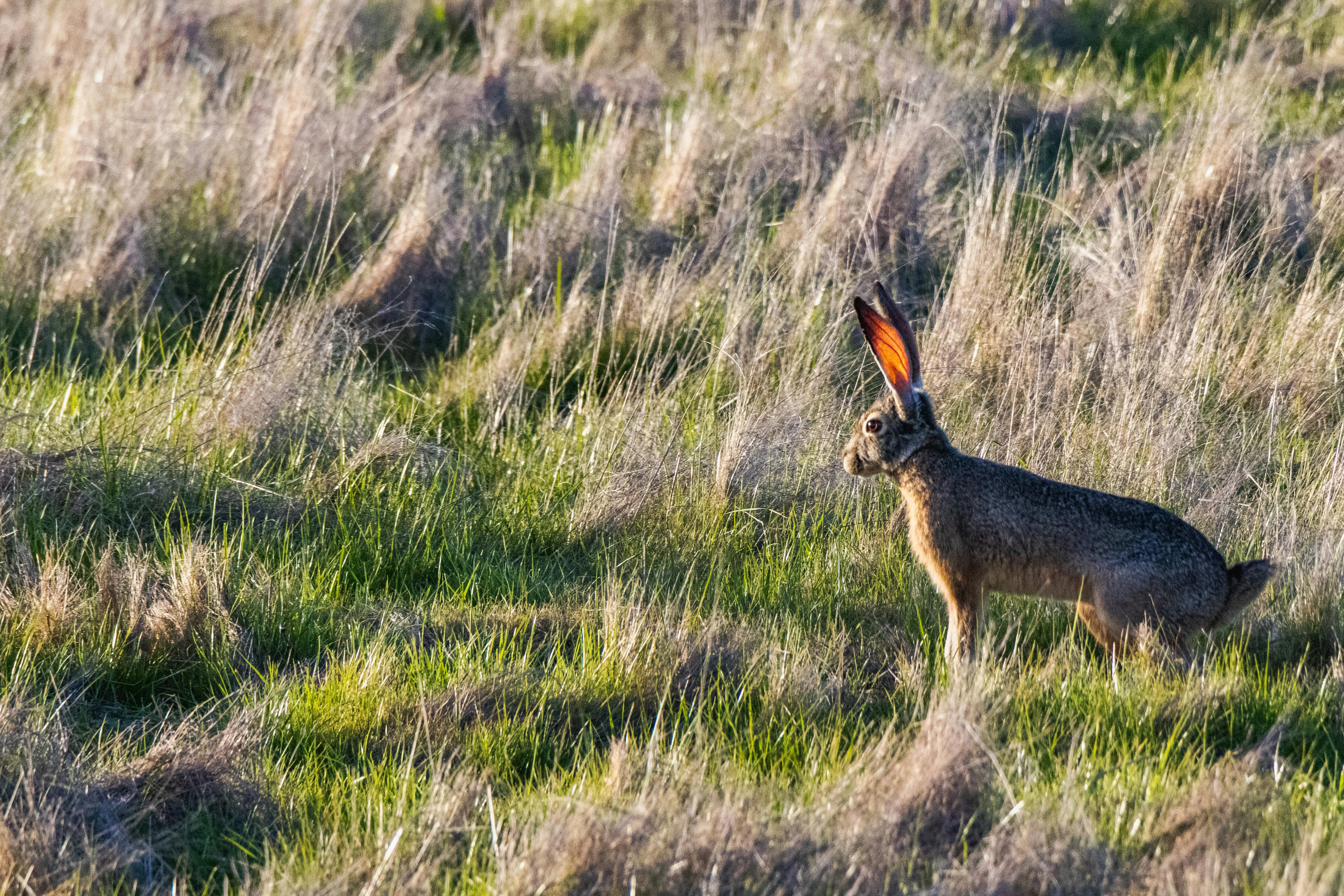 Wild Hare in Grassland at Sunset · Free Stock Photo