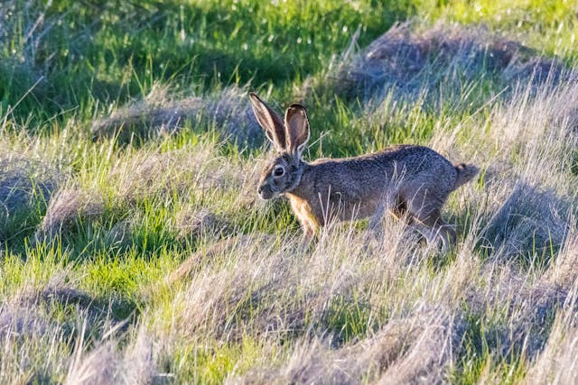 Lesser Egyptian Jerboa Habitat and Conservation Status
