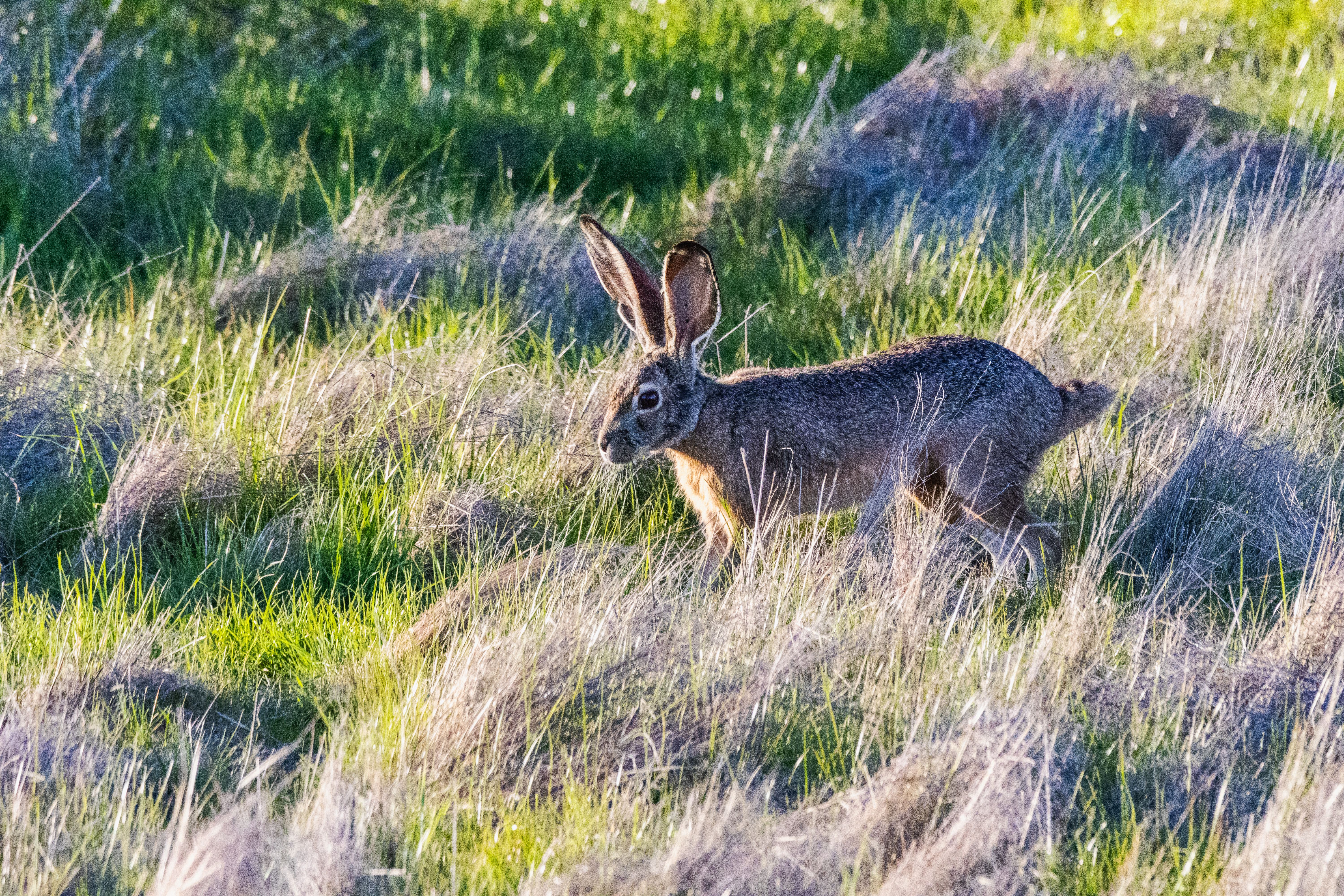 Desert Cottontail Rabbit in Grassy Landscape · Free Stock Photo