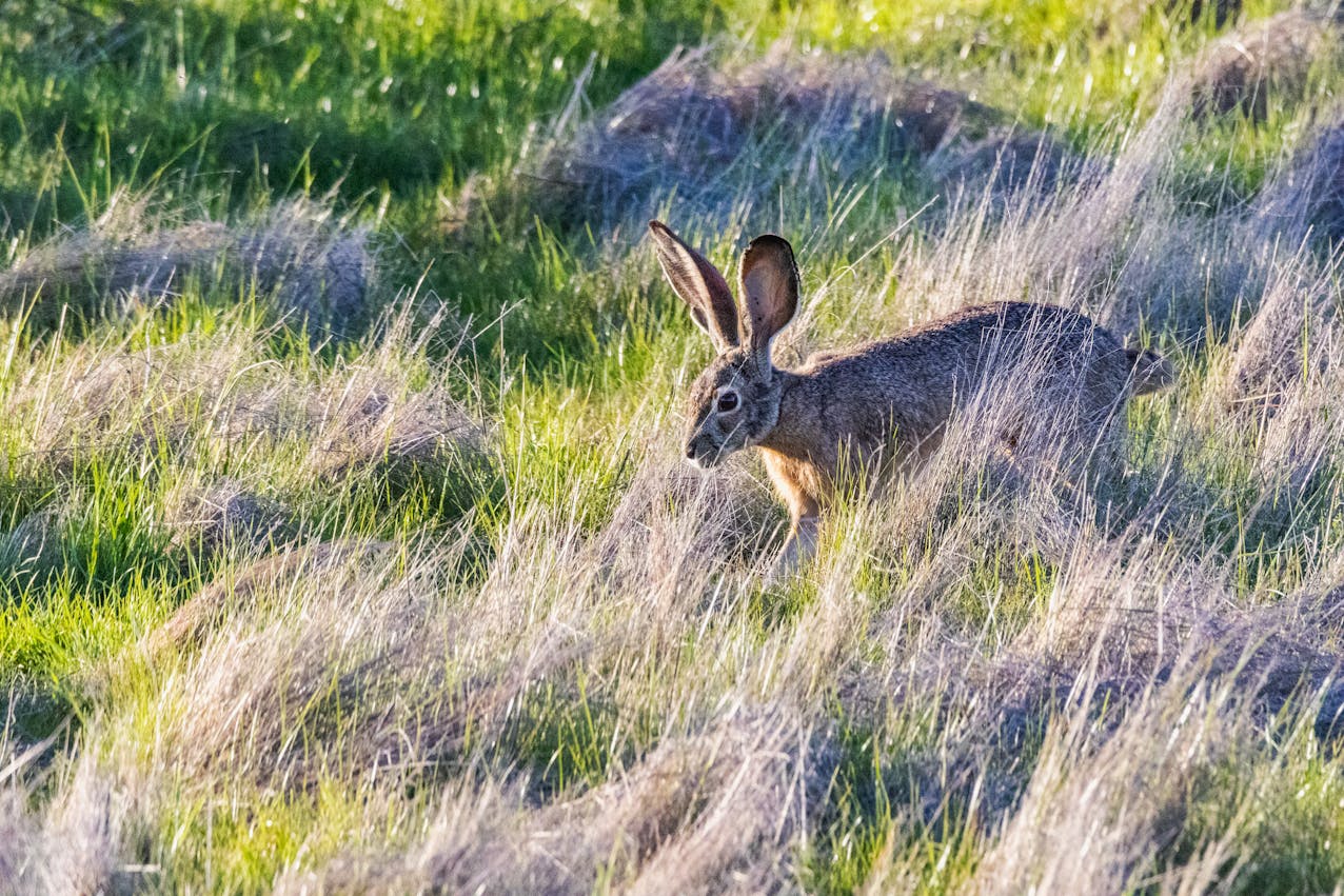 White-Tailed Jackrabbit: Facts, Habitat, and Behavior