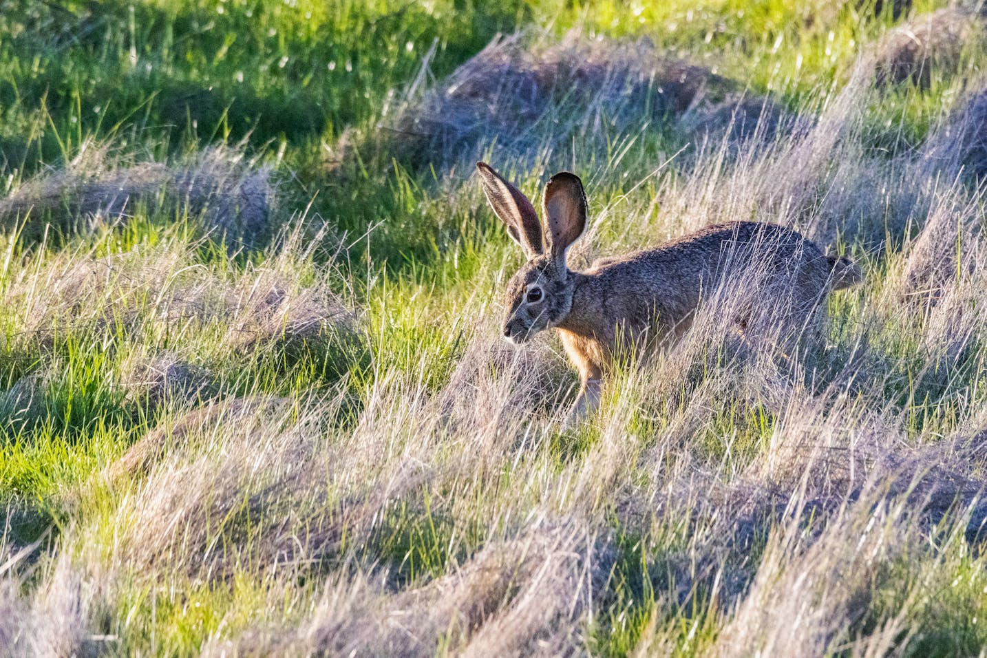 White-Tailed Jackrabbit: Facts, Habitat, and Behavior