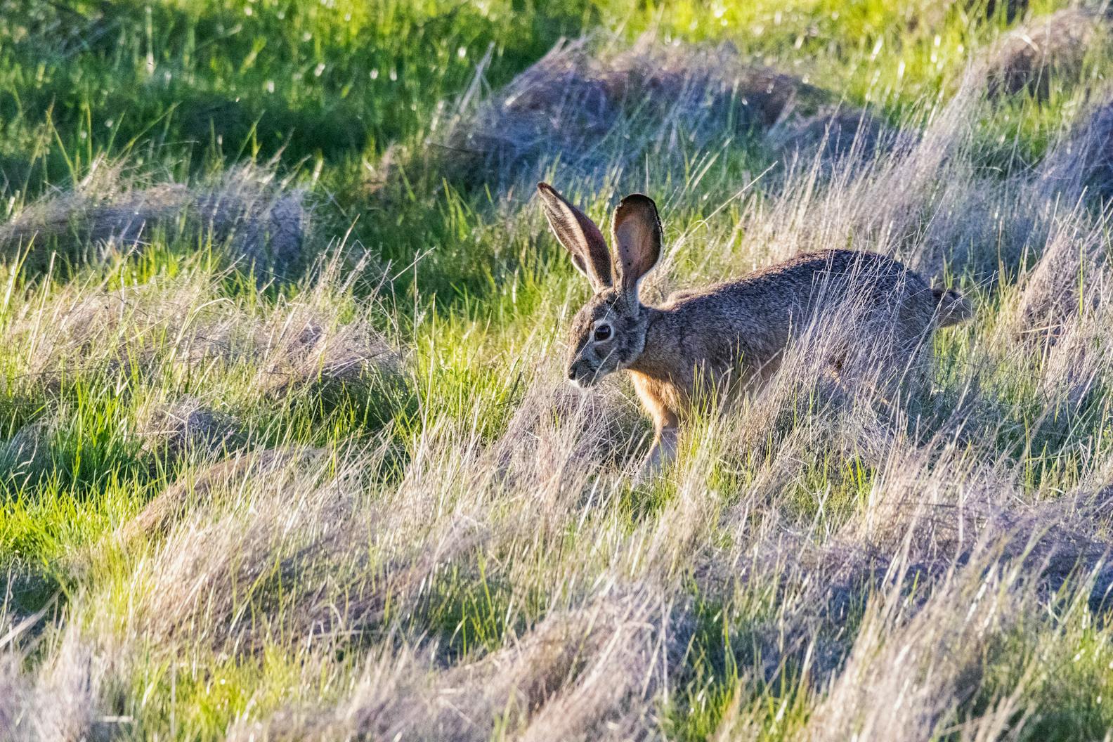 White-Tailed Jackrabbit: Facts, Habitat, and Behavior