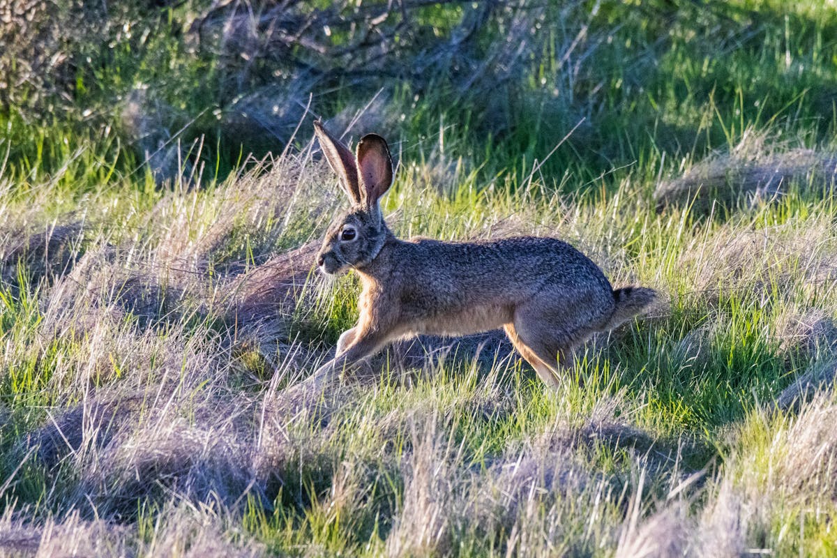 White-Tailed Jackrabbit: Facts, Habitat, and Behavior
