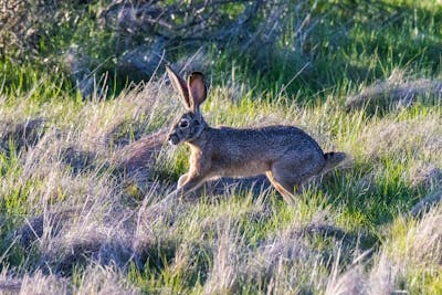 White-Tailed Jackrabbit: Facts, Habitat, and Behavior