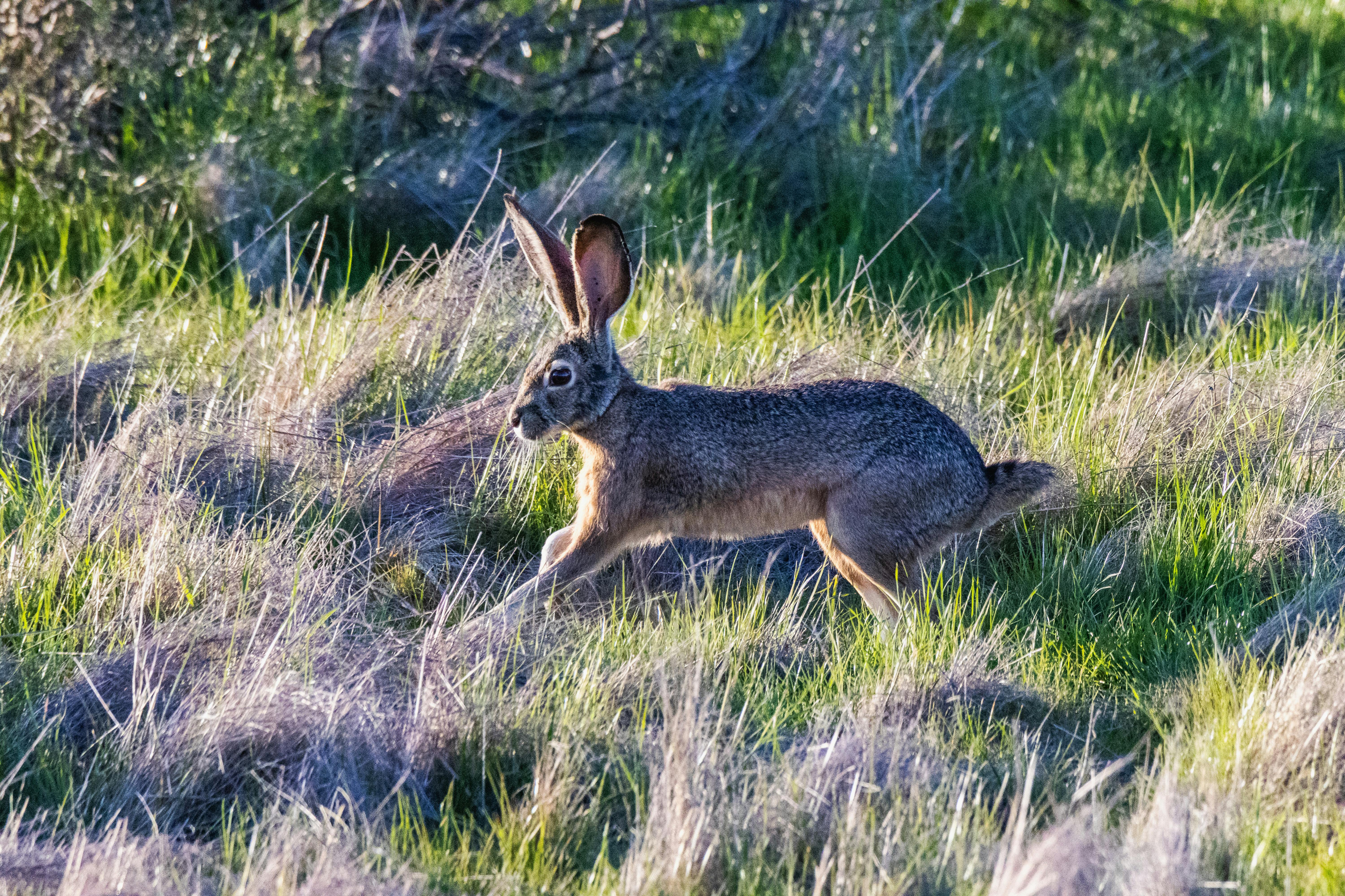 Running Jackrabbit in Natural Habitat · Free Stock Photo
