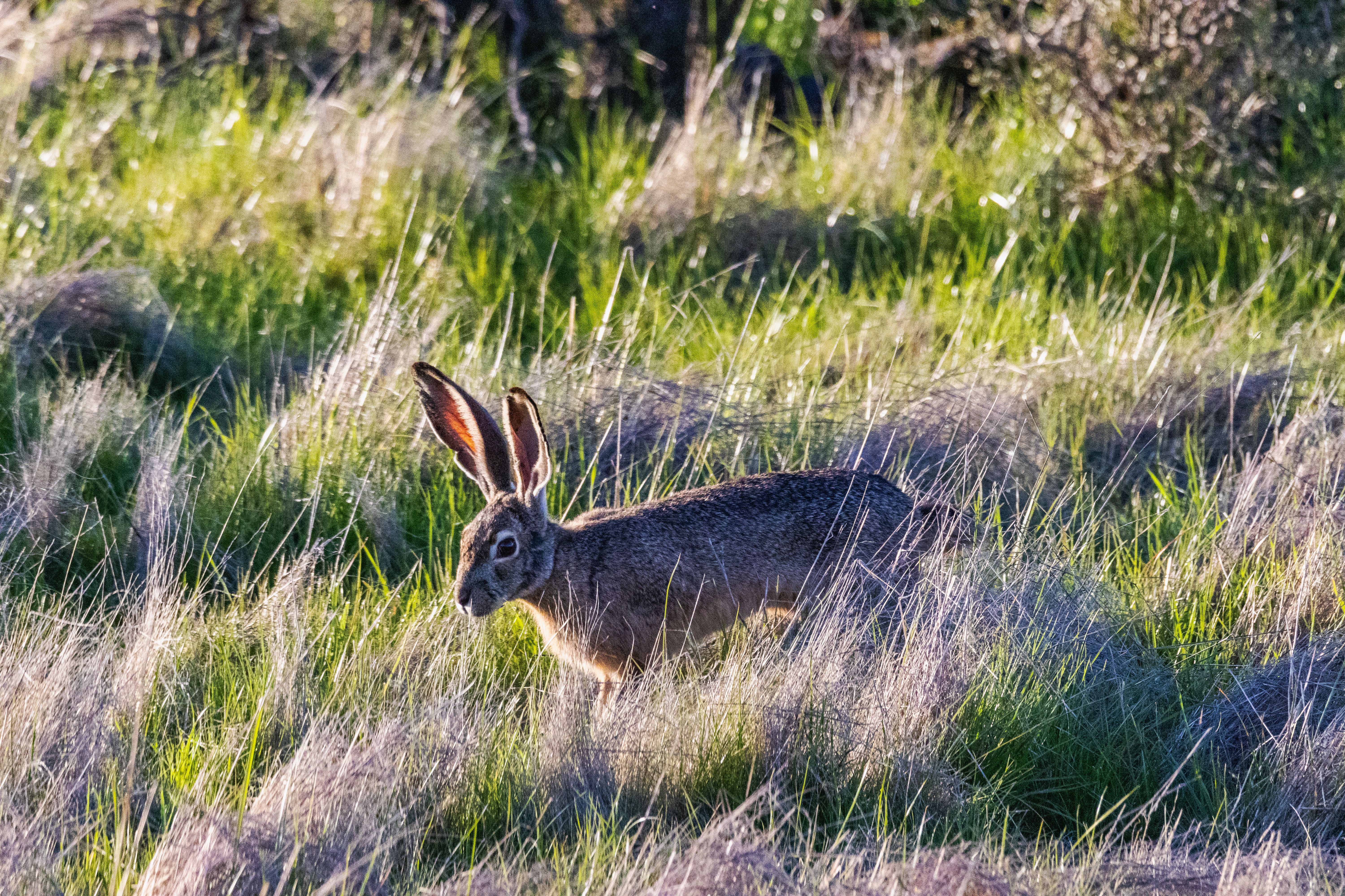 Wild hare in grassy field during daylight · Free Stock Photo