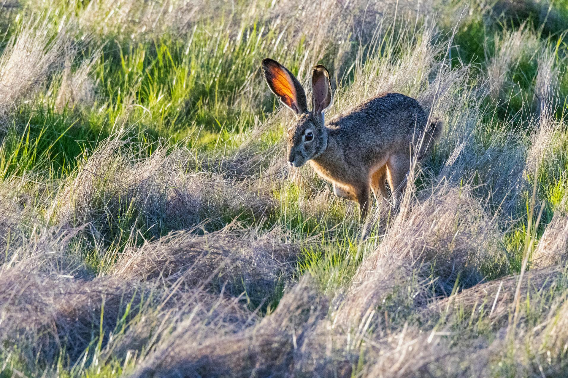 White-Tailed Jackrabbit: Facts, Habitat, and Behavior