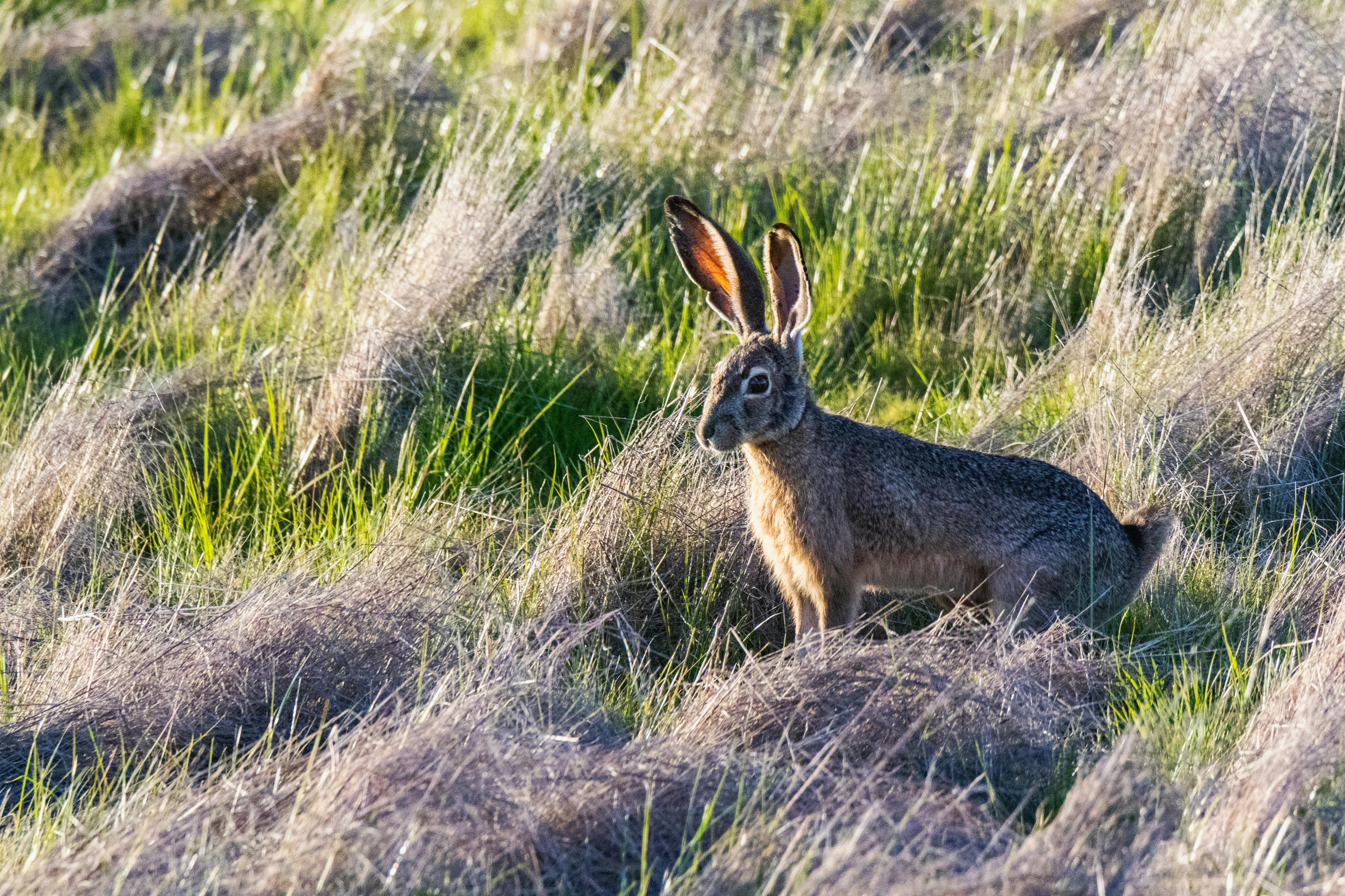 Hare in Grassy Field at Sunset · Free Stock Photo