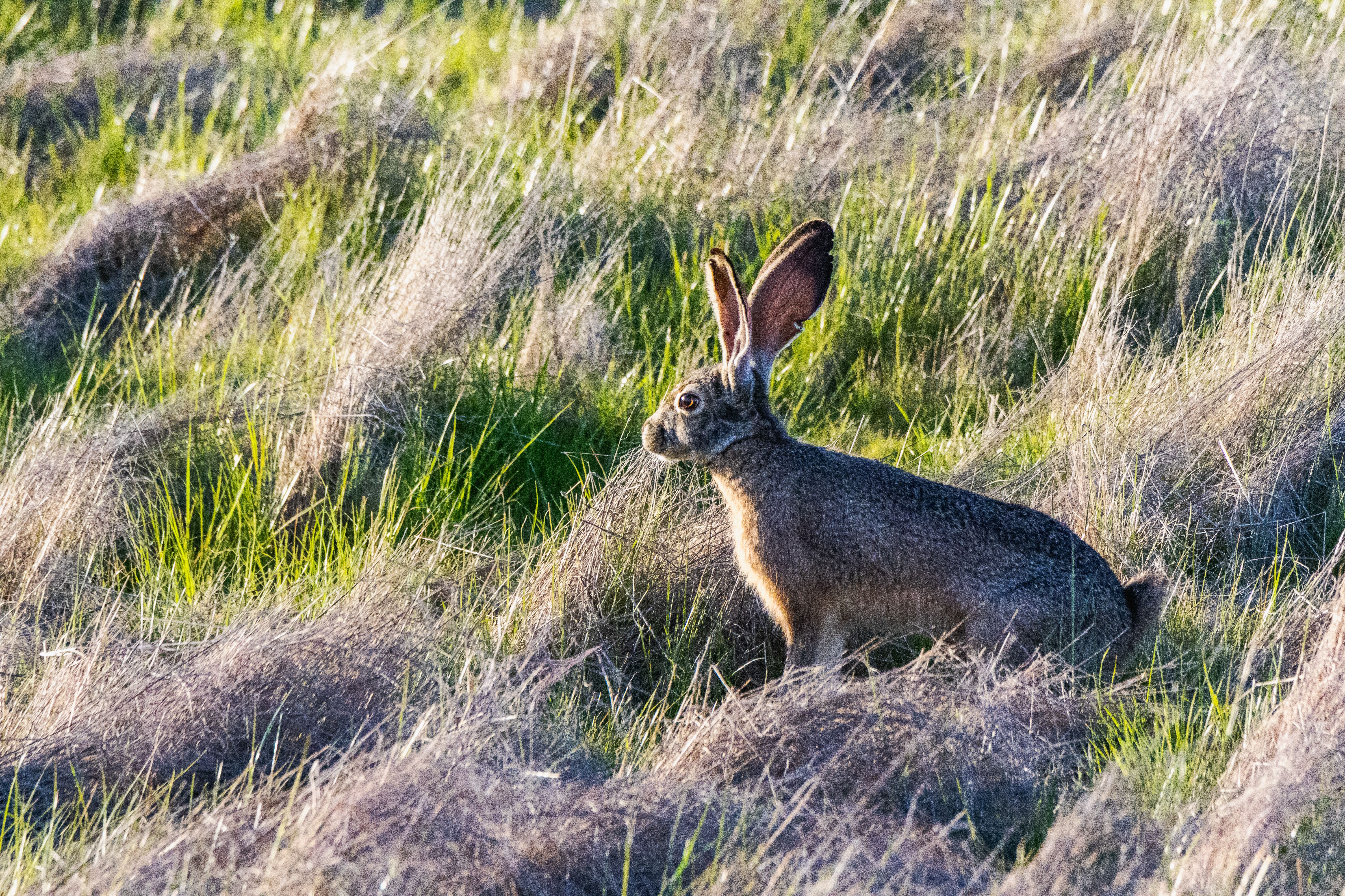 Wild hare in a grassy field during daylight · Free Stock Photo